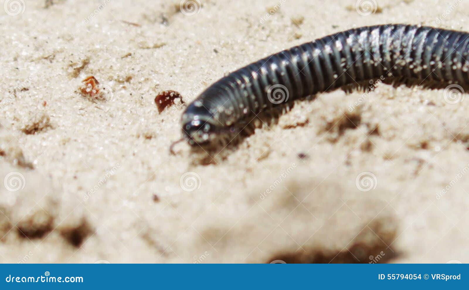 Het Grootste Deel Van De Lange, Zwarte Duizendpoot Kruipt Op Stock ...