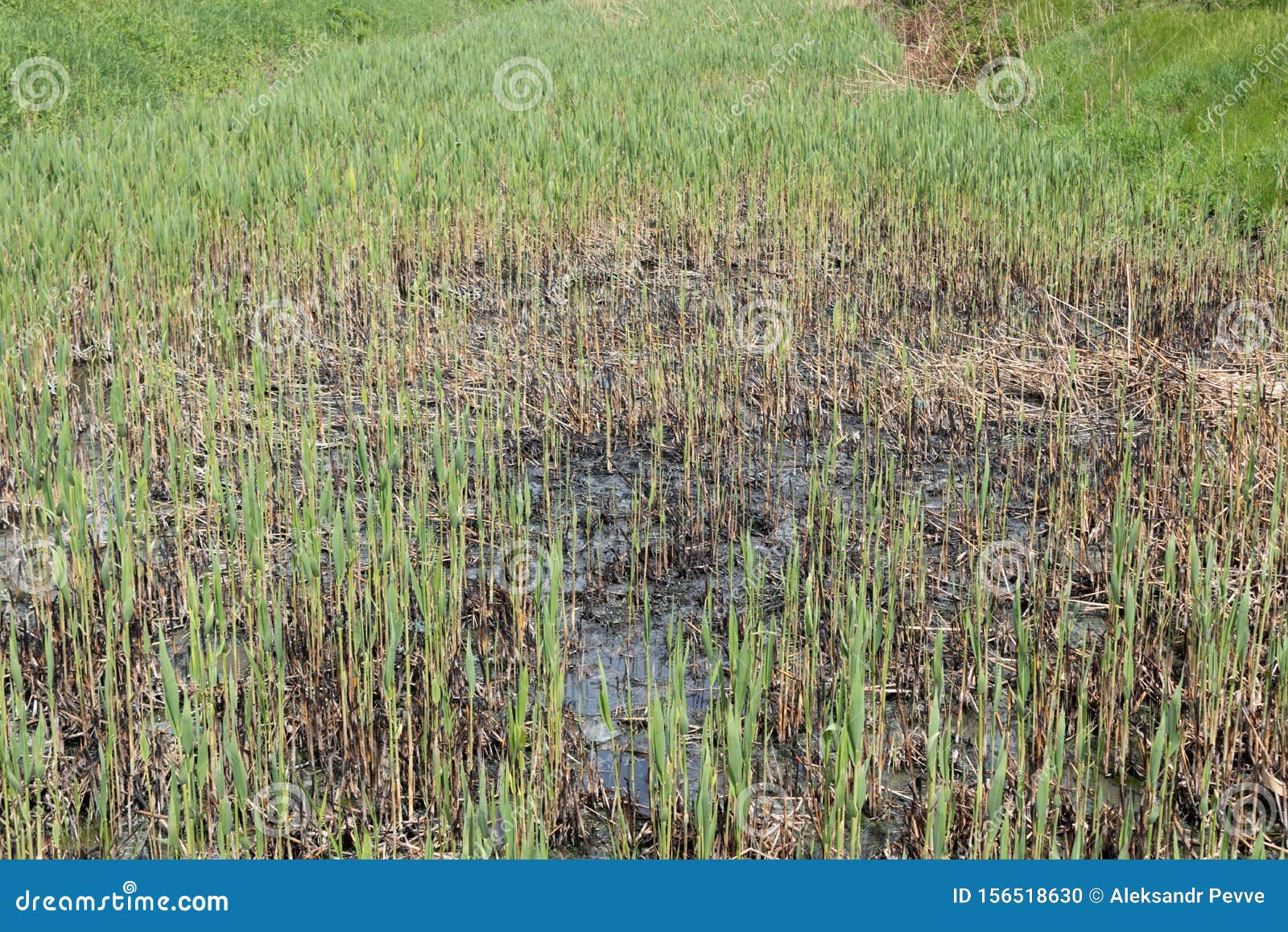 Het Grootste Deel Van De Rivier is Droog En Overgeteeld Met Riet Stock ...