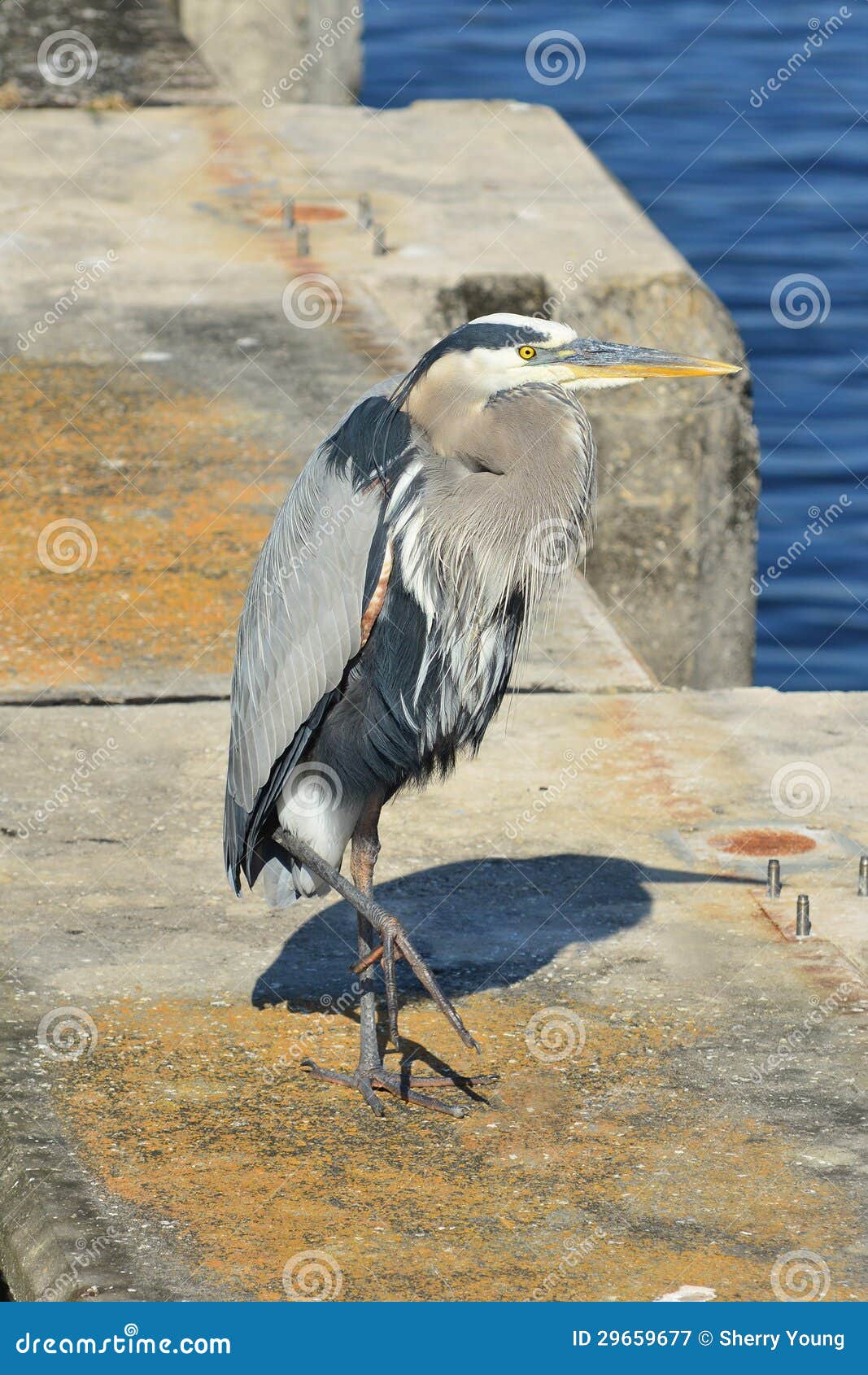 Het Grote Blauwe Portret Van De Reiger Stock Afbeelding - Image of ...