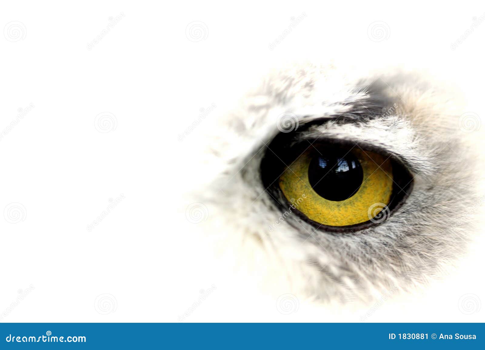 Het Grote Gele Oog Van De Uil Stock Afbeelding - Image of kijk, boos ...