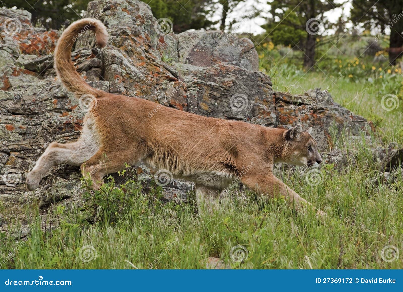 Het grote kat lopen stock foto. Image of poema, carnivoor - 27369172