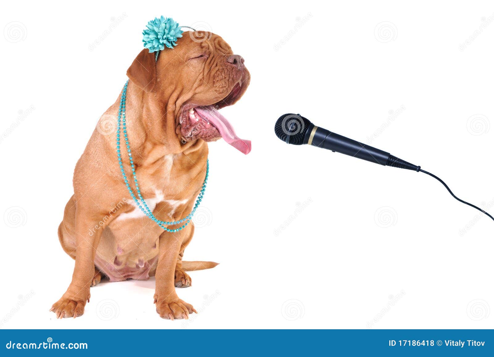 Het Grote Luid Zingen Van De Hond Uit Stock Foto - Image of opera ...