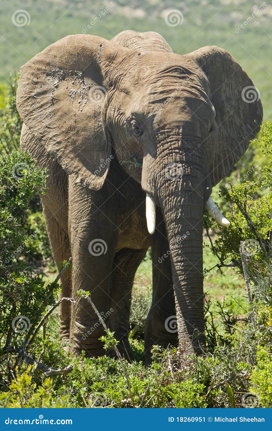 Het grote olifant eten stock afbeelding. Image of struik - 18260951