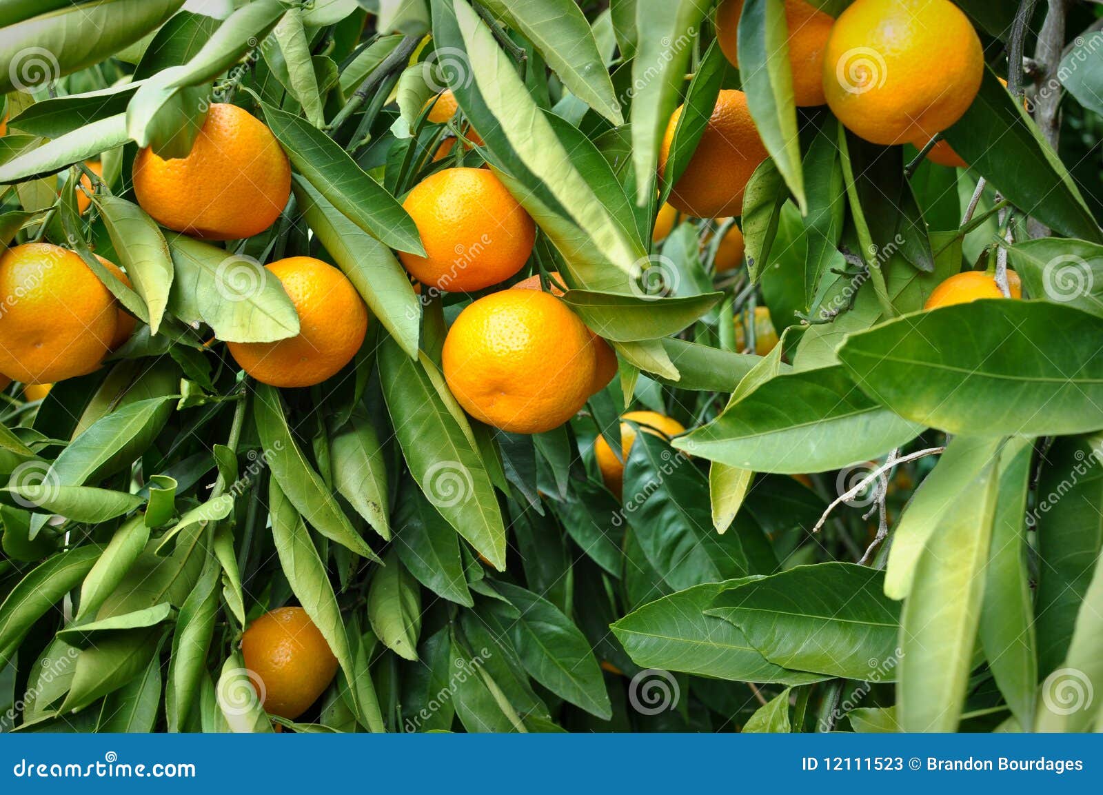 Het Hangen Van De Mandarijn Van De Boom Stock Afbeelding - Image of ...