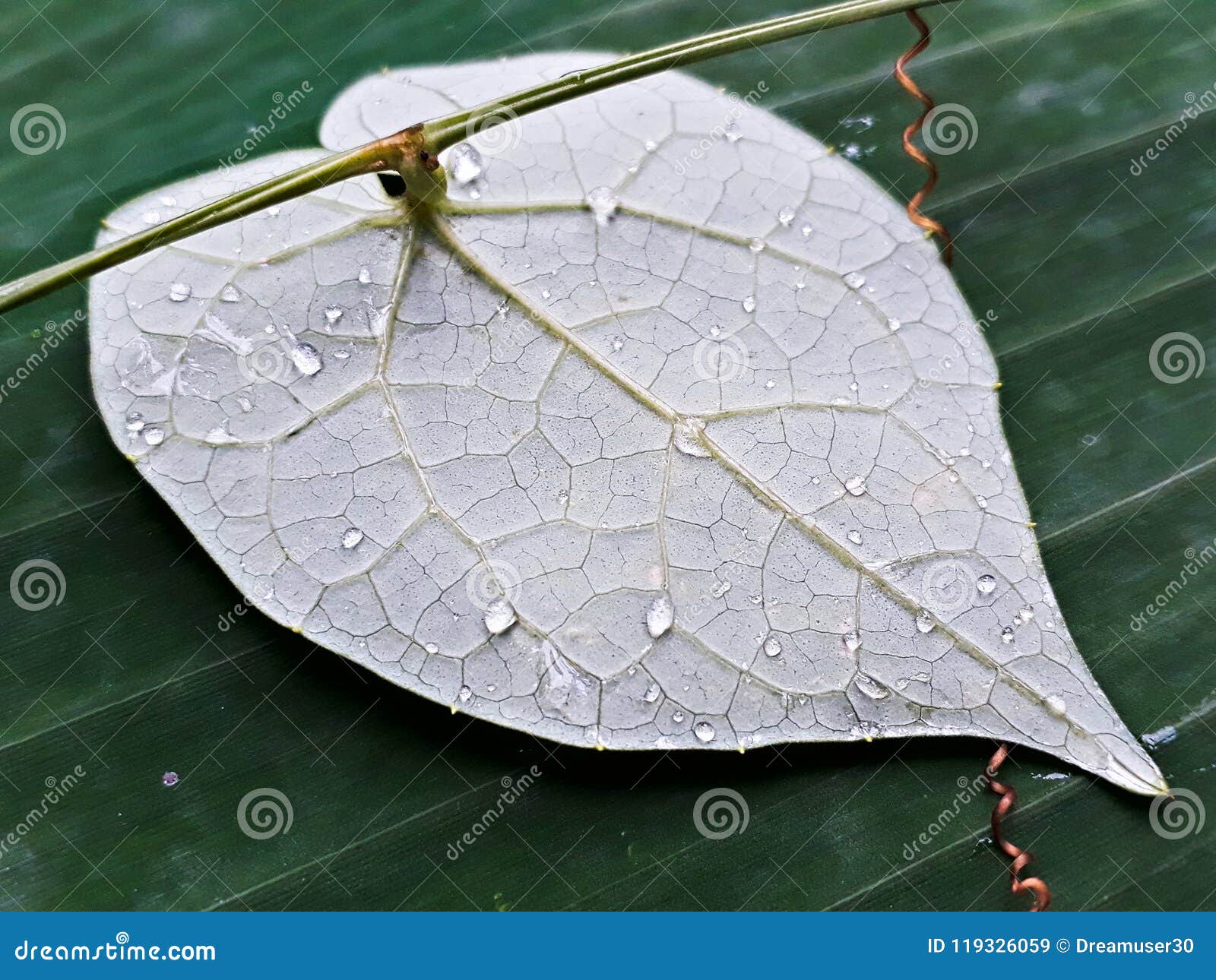 Het Hart Vormde Gedetailleerd Blad Stock Afbeelding - Image of dalingen ...
