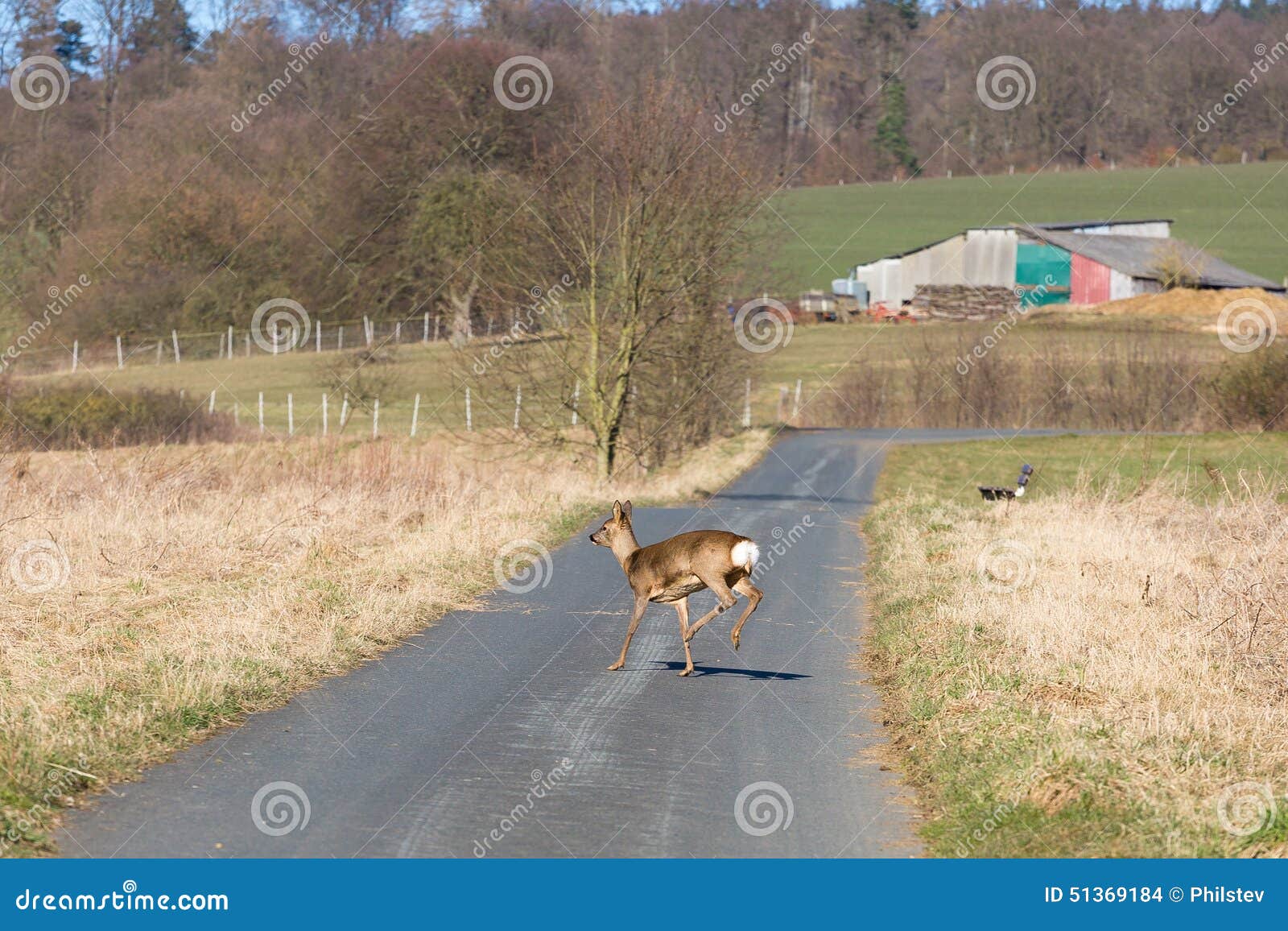 Het hert loopt weg stock foto. Image of huizen, gras - 51369184
