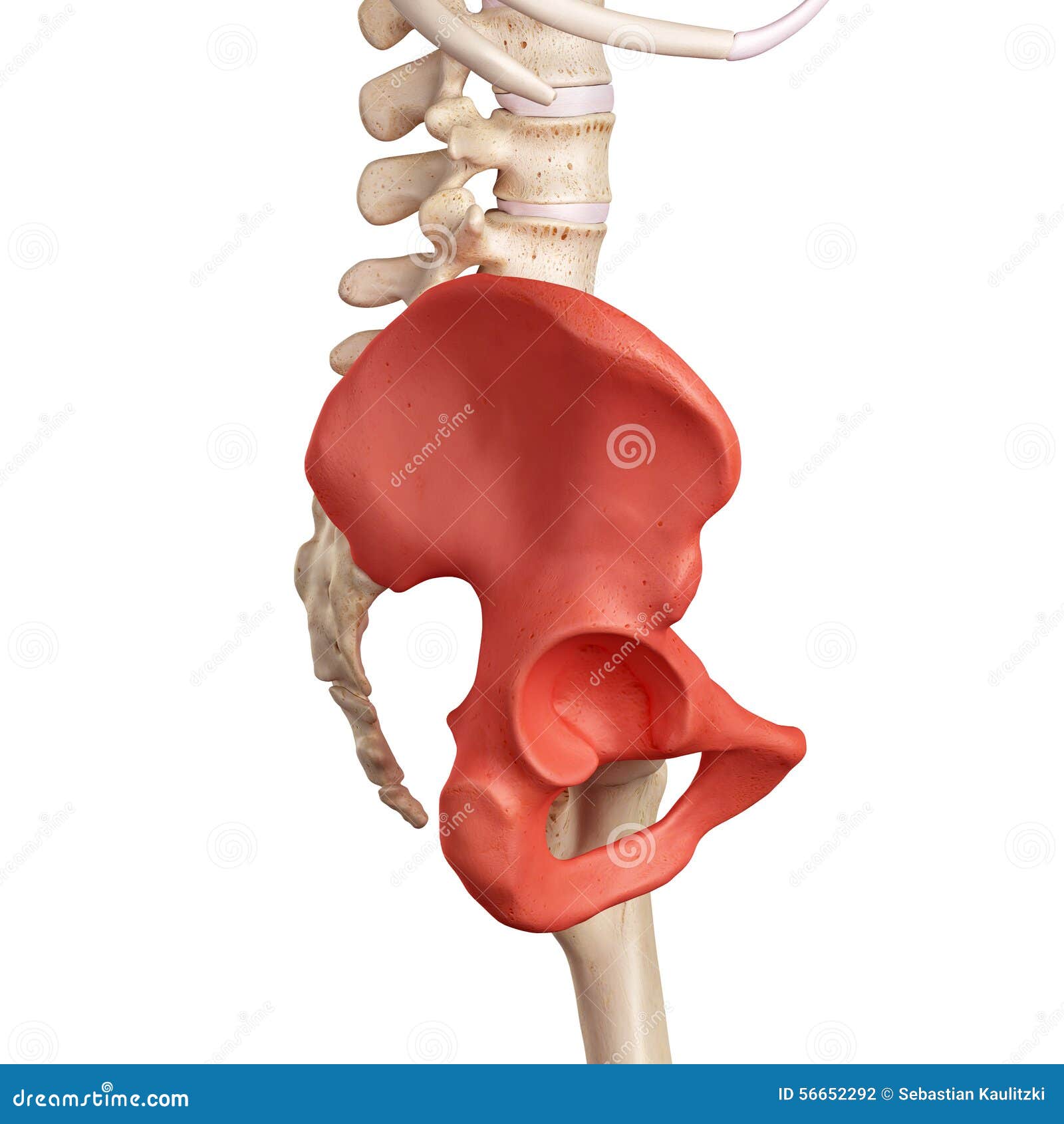 Het heupbeen stock illustratie. Illustration of anatomie - 56652292