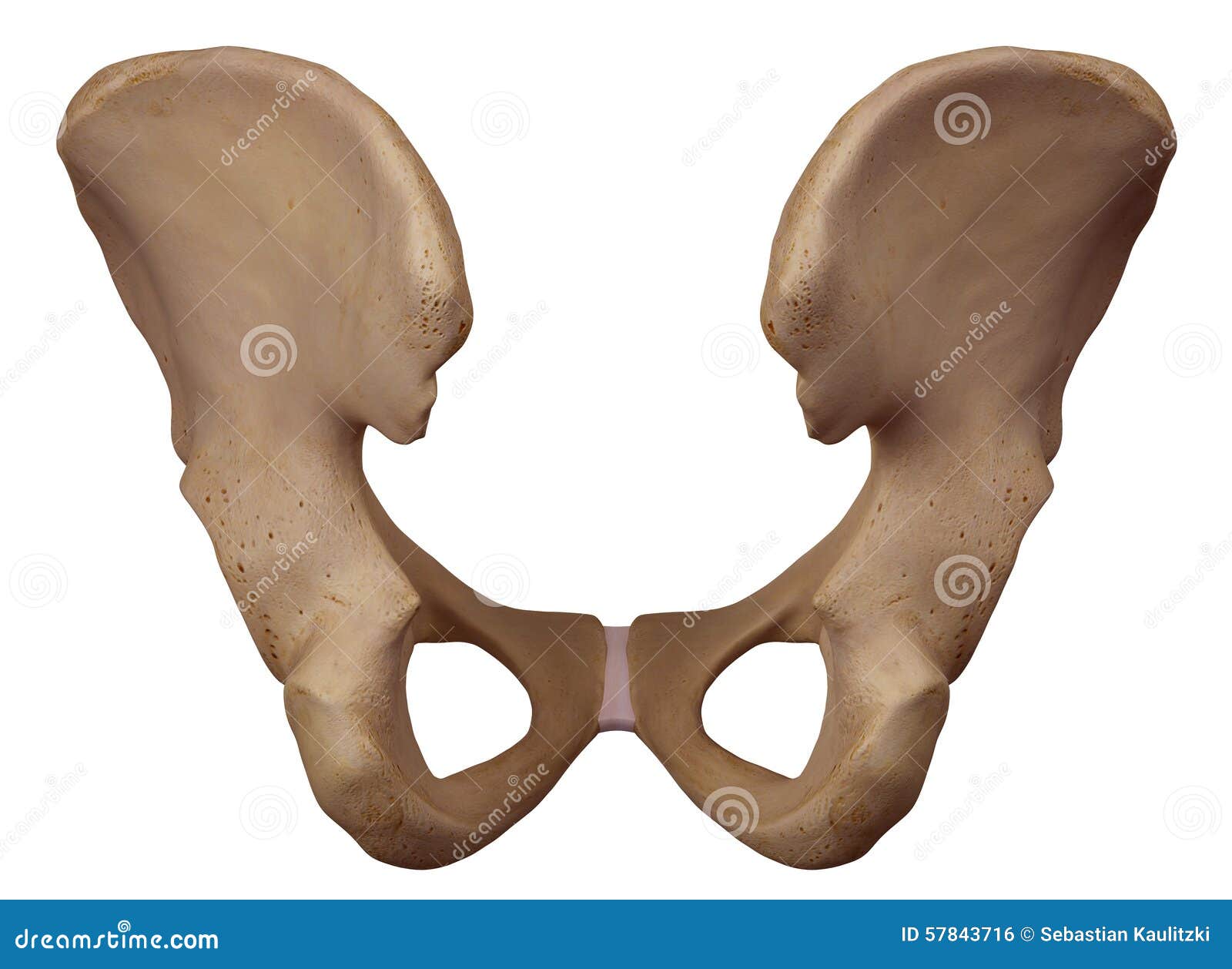 Het heupbeen stock illustratie. Illustration of wetenschap - 57843716