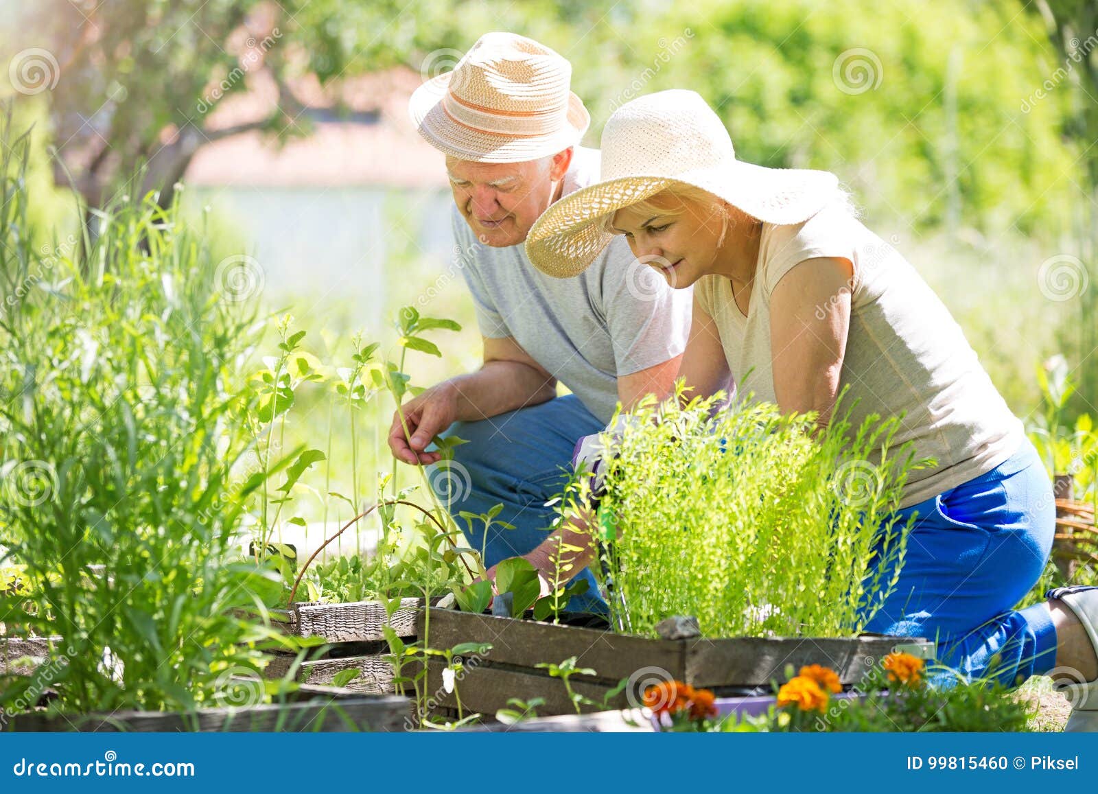 Het hogere paar tuinieren stock foto. Image of tuinman - 99815460