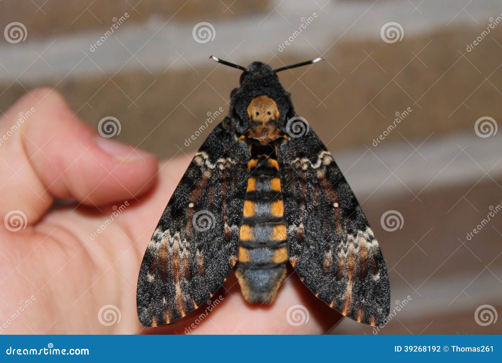 Het Hoofd Van De Dood Hawkmoth Stock Foto - Image of geleedpotige ...