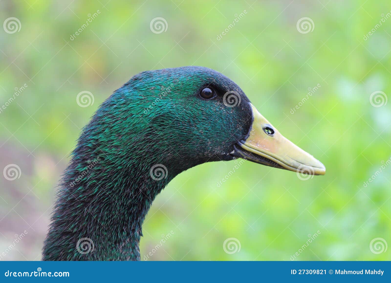 Het hoofd van de eend stock afbeelding. Image of dier - 27309821