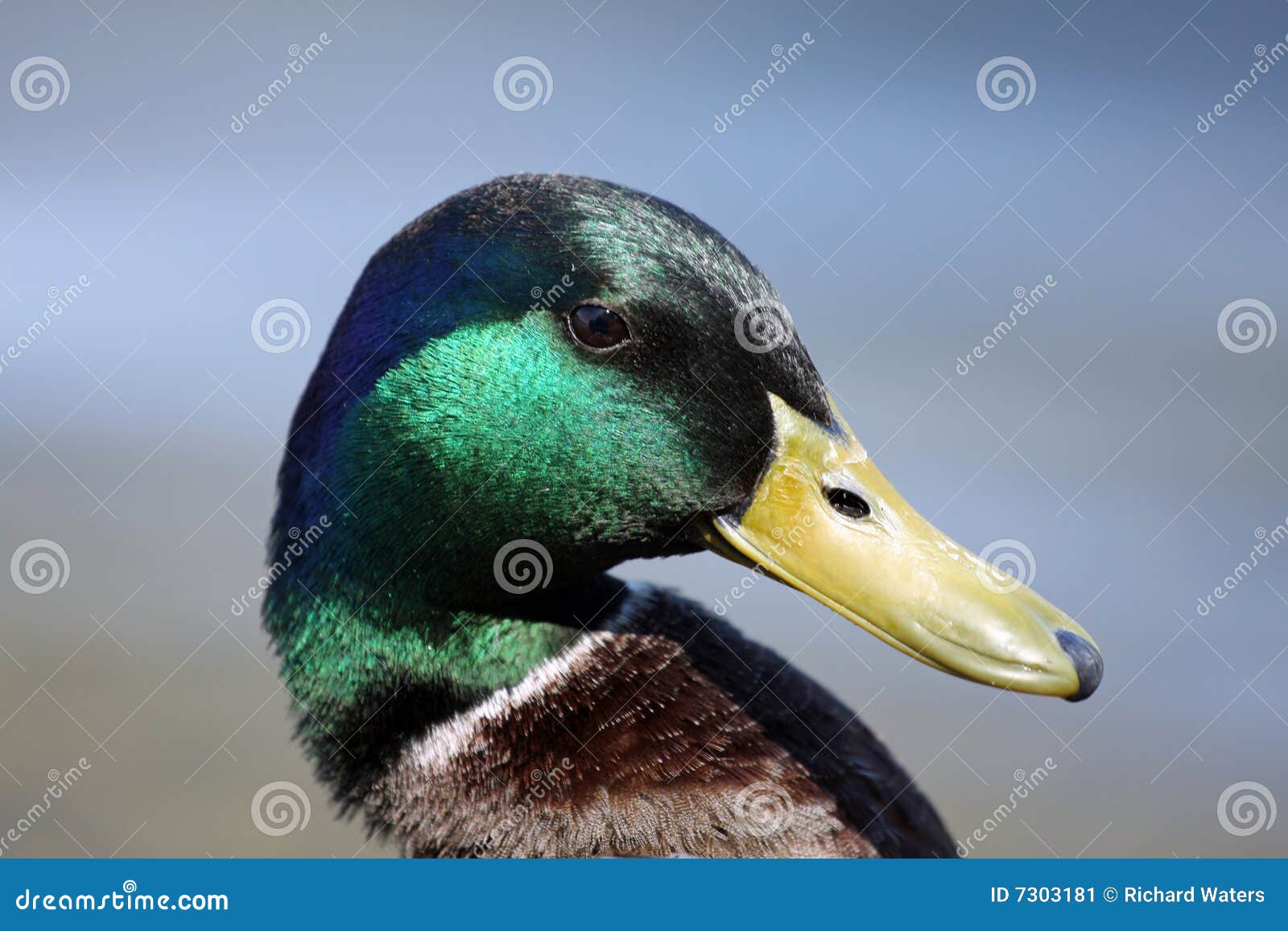 Het Hoofd Van De Eend Van De Wilde Eend (Mannetje) Stock Afbeelding ...