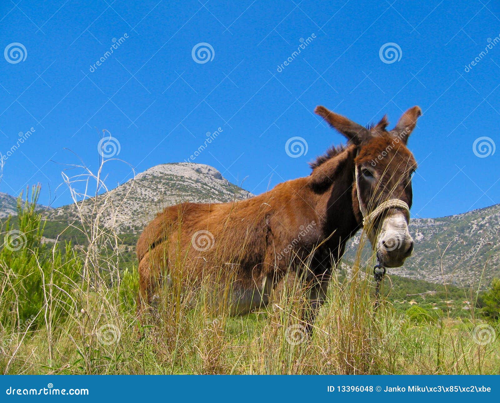 Het hoofd van de ezel stock foto. Image of zoogdier, muilezel - 13396048