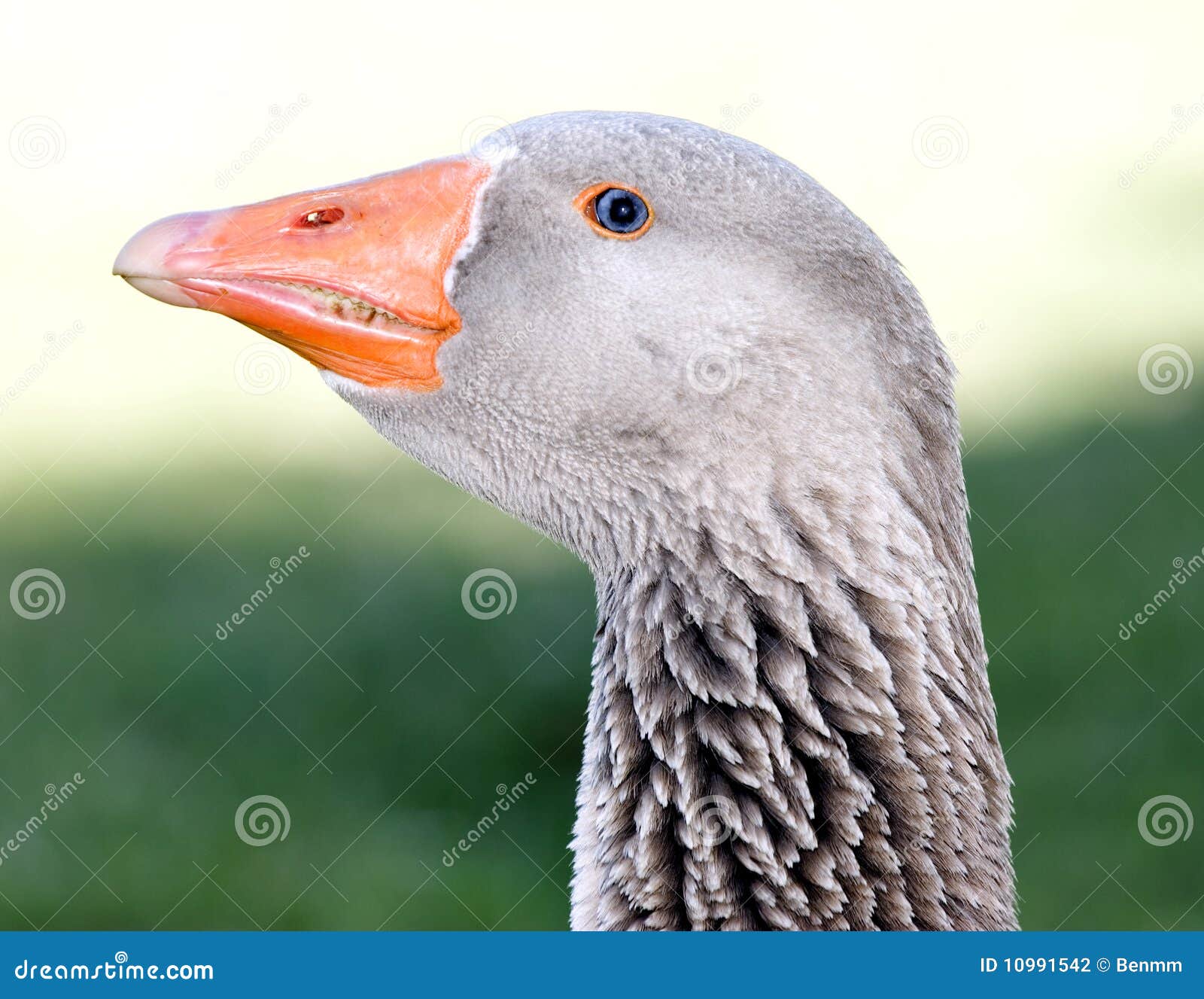 Het hoofd van de gans stock foto. Image of landelijk - 10991542