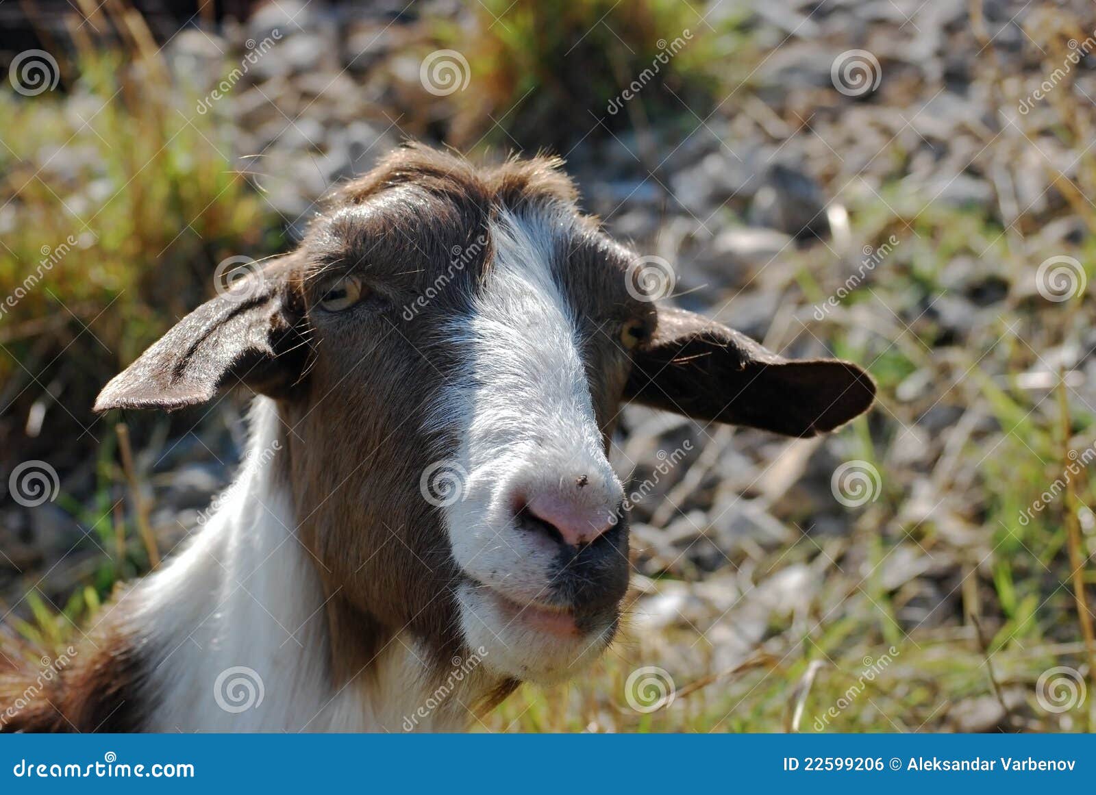Het hoofd van de geit stock foto. Image of zoogdier, wijfje - 22599206