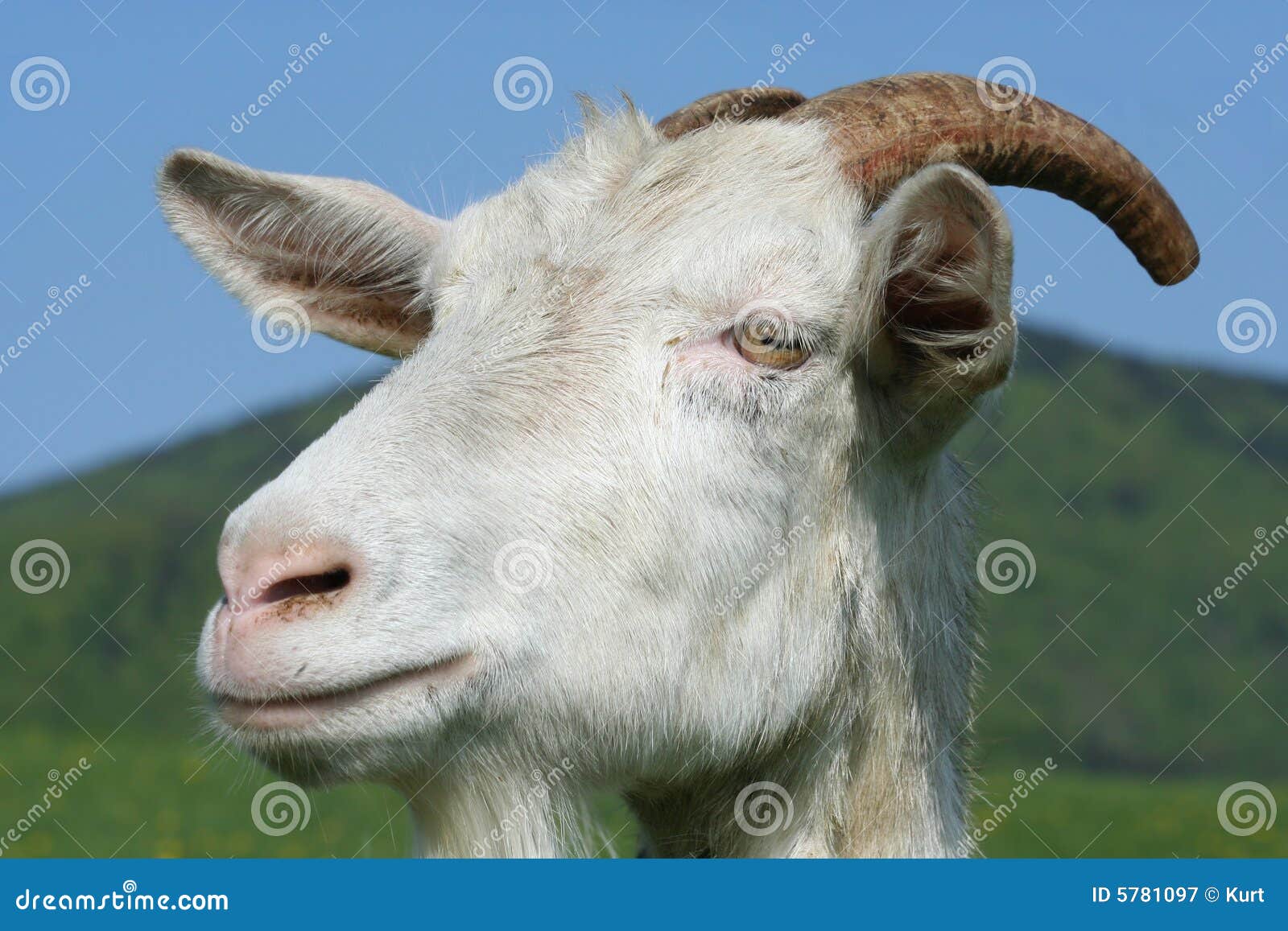 Het hoofd van de geit stock afbeelding. Image of platteland - 5781097