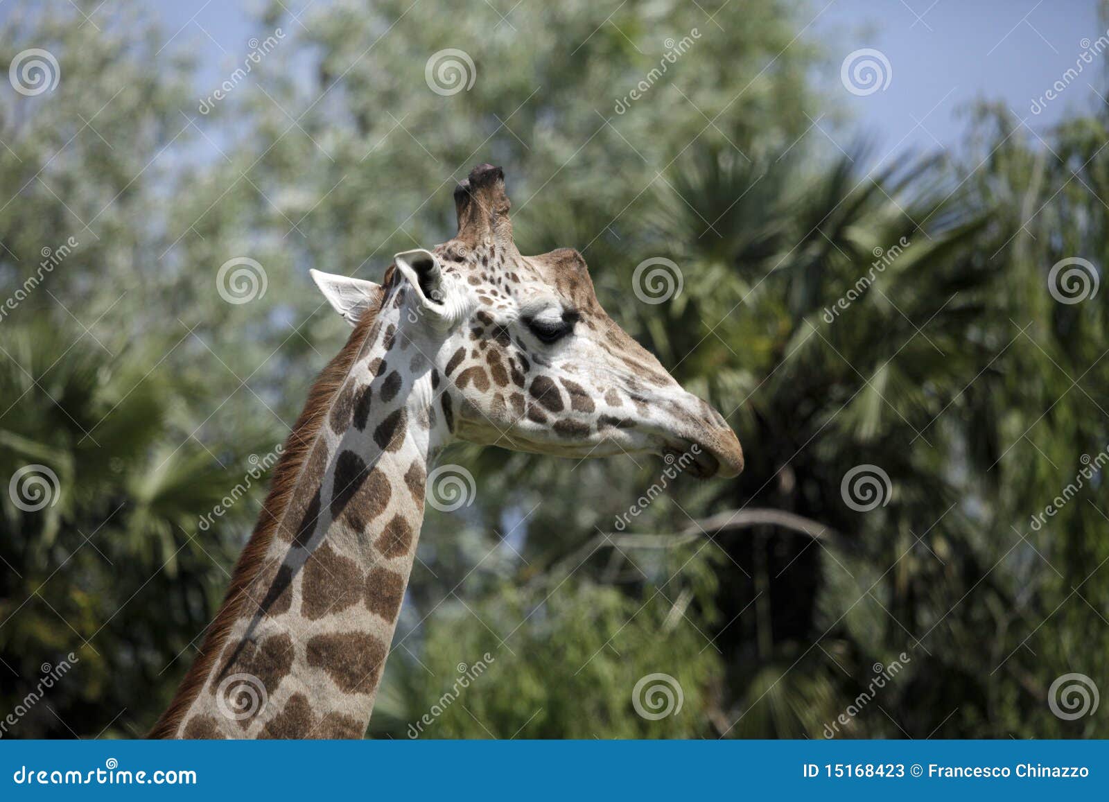 Het hoofd van de giraf stock afbeelding. Image of lang - 15168423