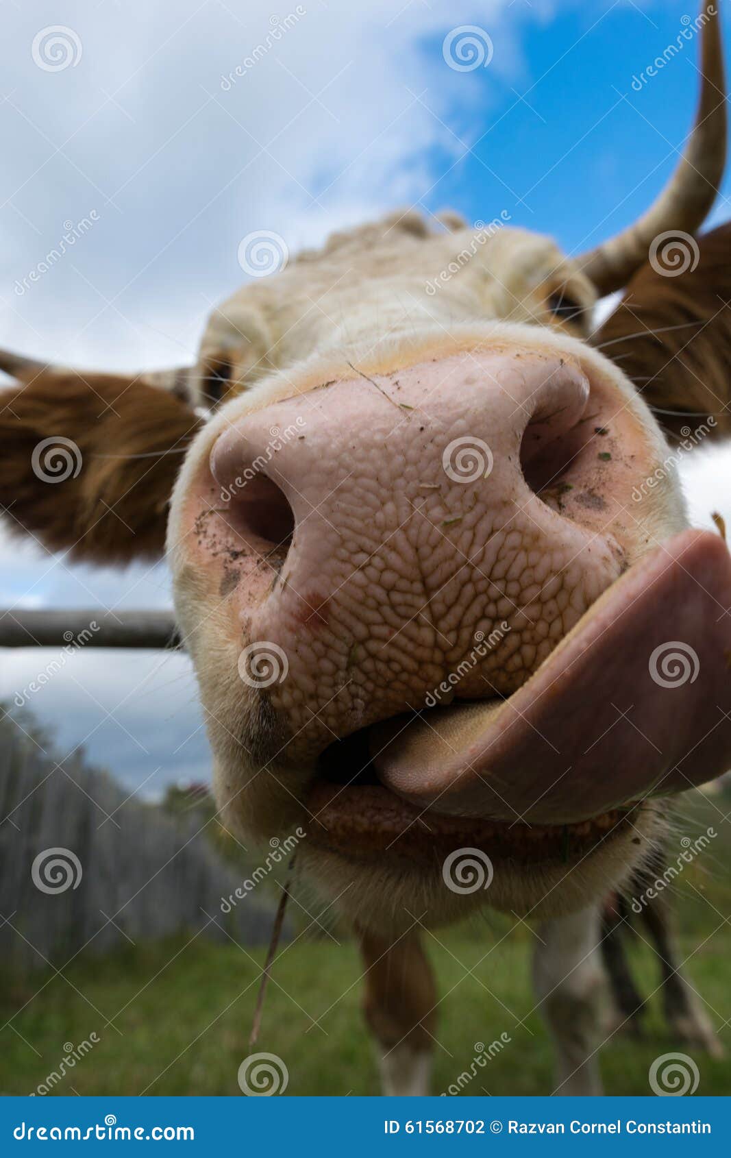 Het Hoofd Van De Grappige Koe Met Lange Tong Stock Foto - Image of ...