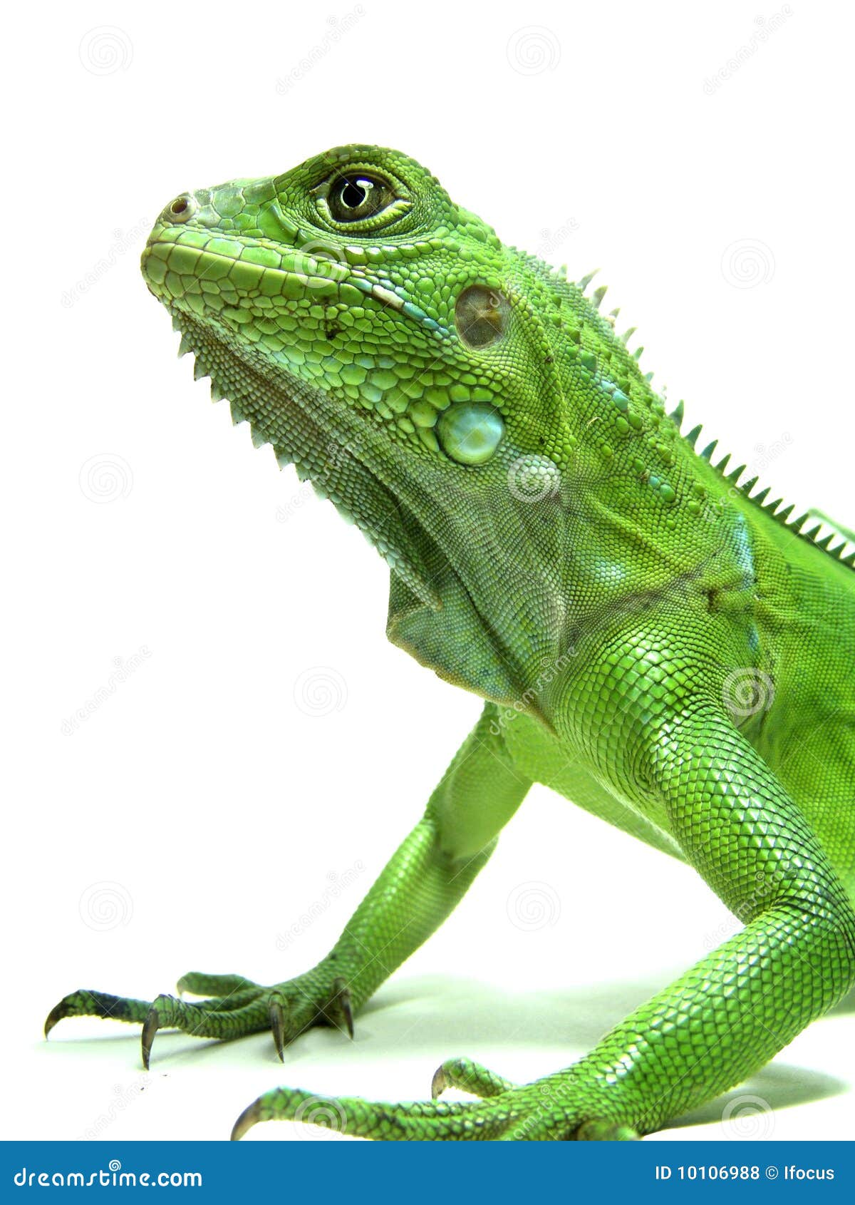 Het Hoofd Van De Groene Leguaan Stock Foto - Image of dier, keerkringen ...