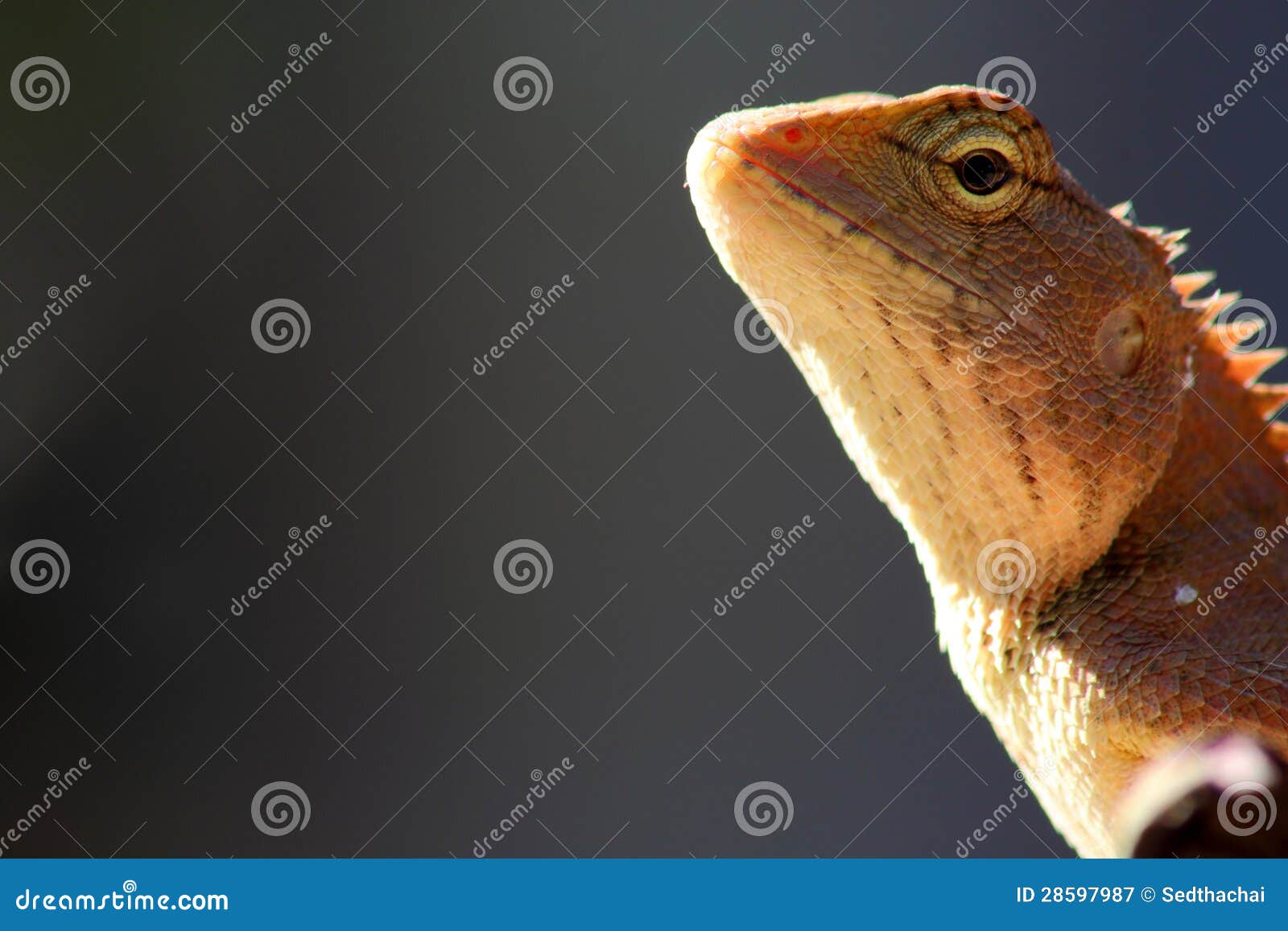 Het hoofd van de hagedis stock afbeelding. Image of hagedis - 28597987