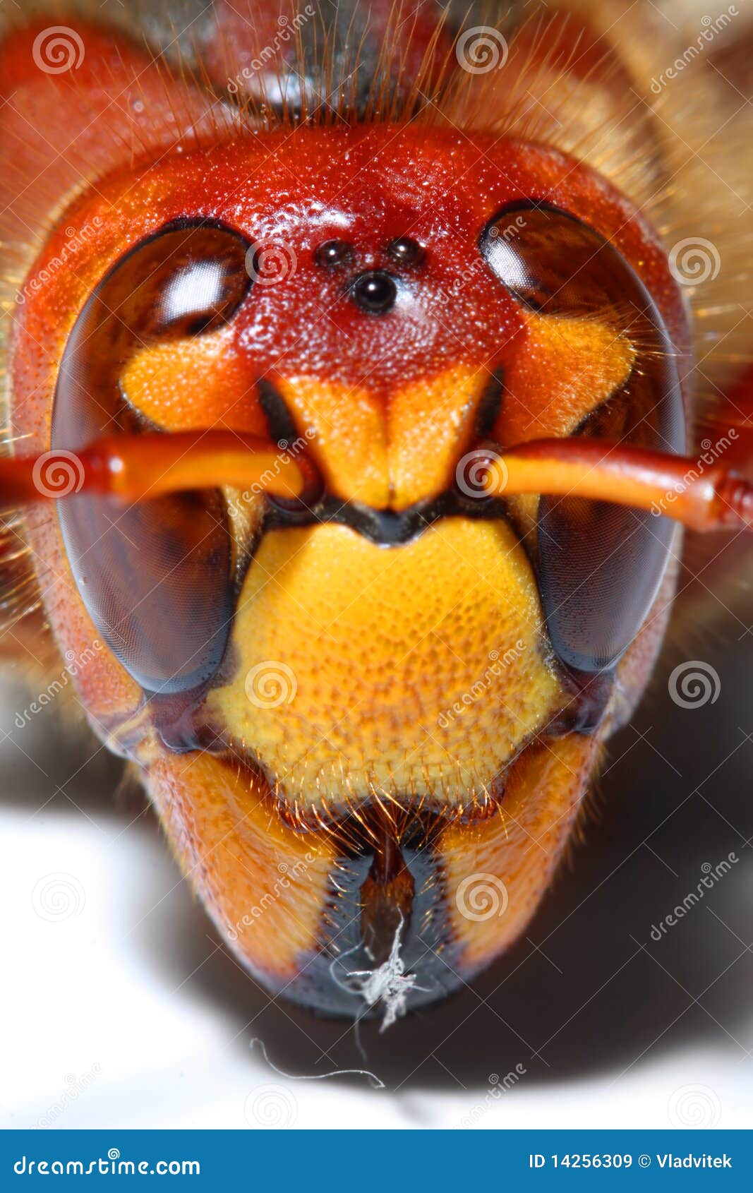 Het hoofd van de horzel stock afbeelding. Image of insect - 14256309