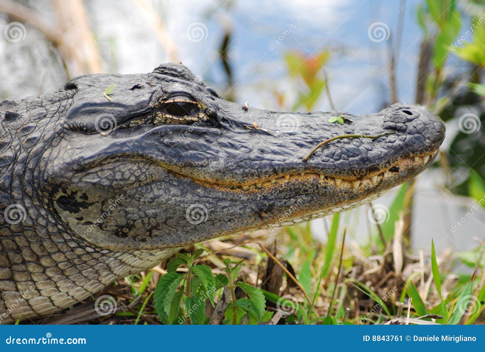 Het Hoofd Van De Kaaiman Van Miami Stock Afbeelding - Image of ...