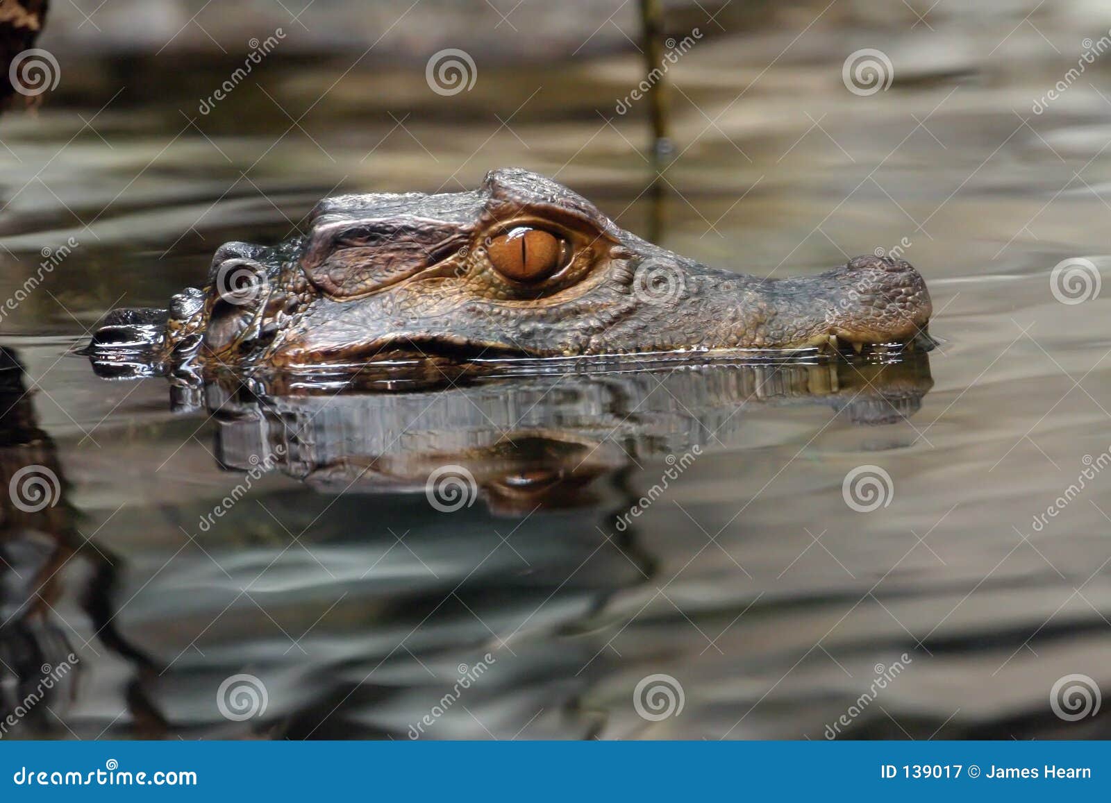 Het Hoofd Van De Kaaiman in Water. Stock Afbeelding - Image of ...