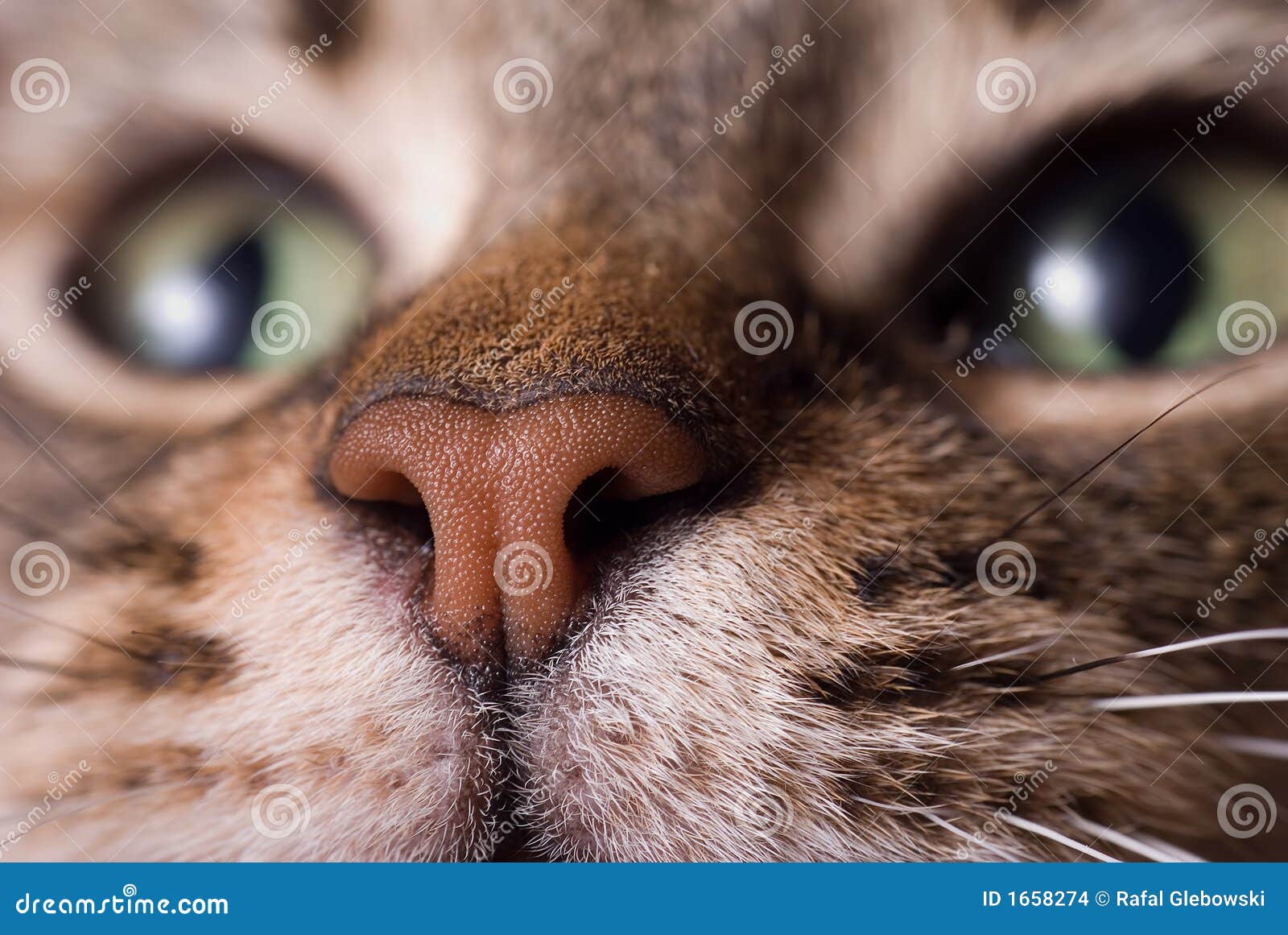 Het Hoofd van de kat stock foto. Image of bakkebaarden - 1658274