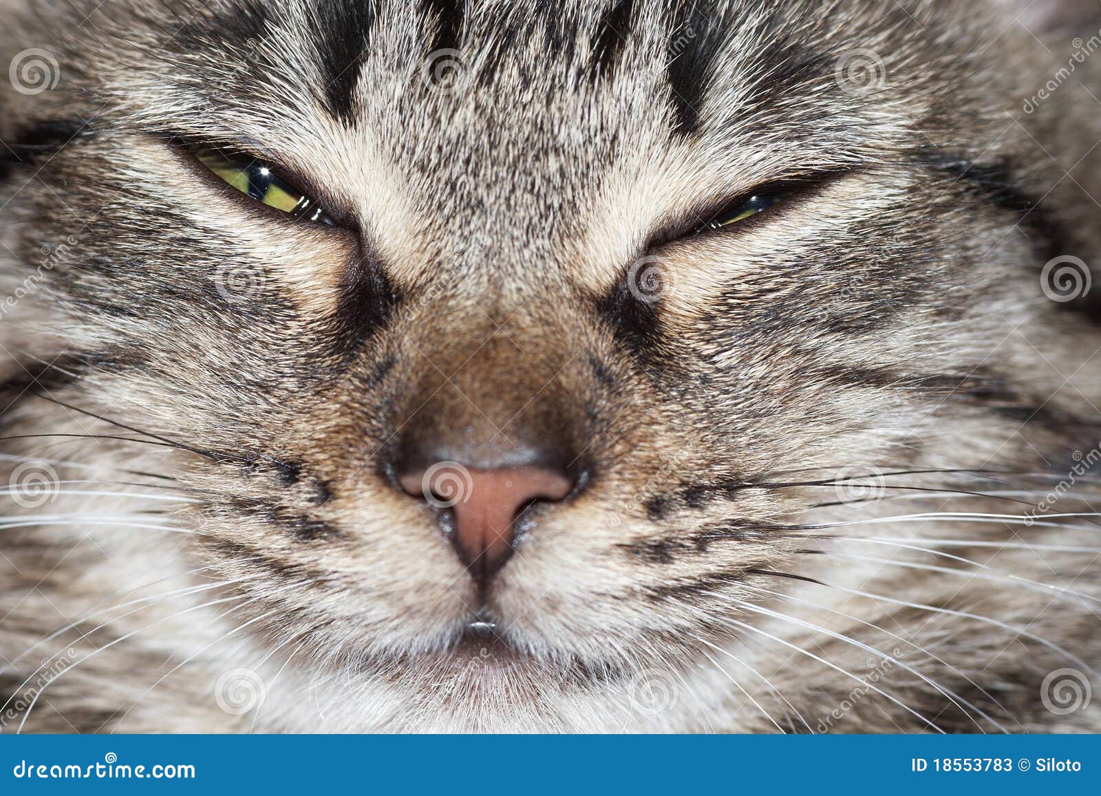 Het hoofd van de kat stock afbeelding. Image of ogen - 18553783