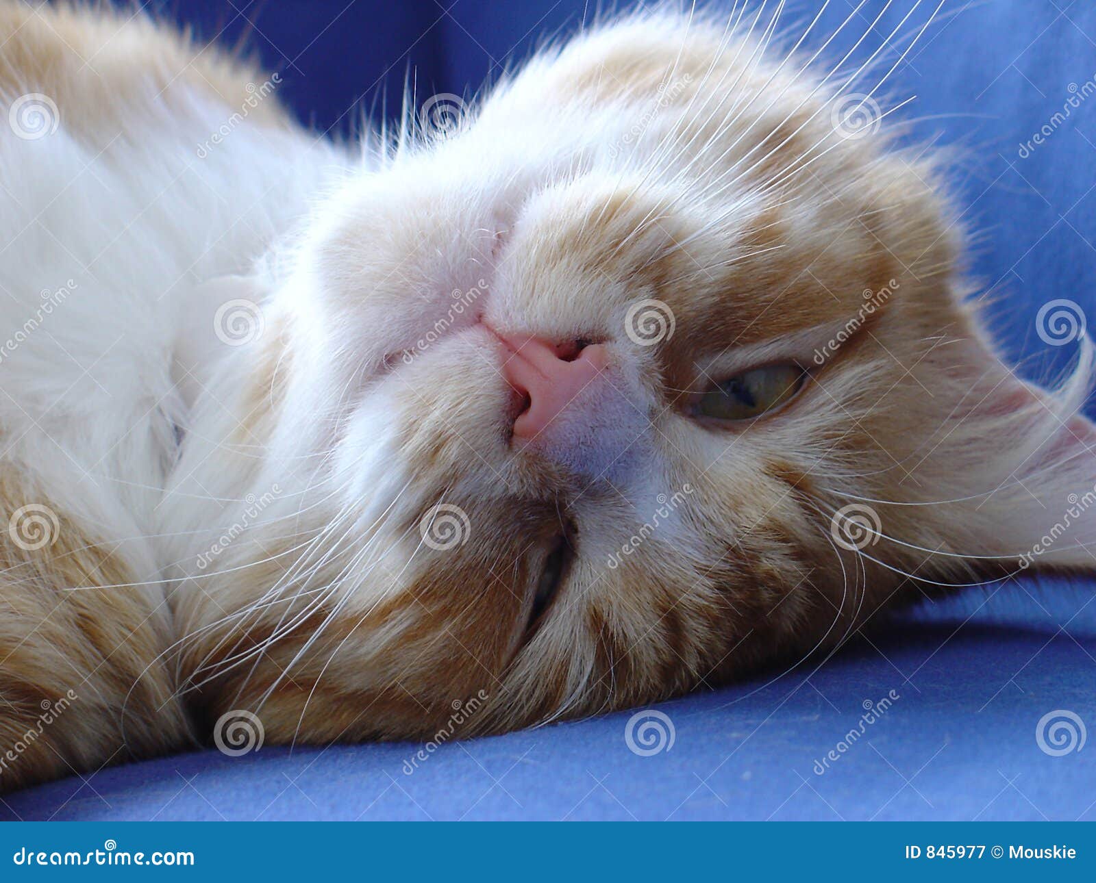 Het Hoofd Van De Kat Van De Gember Stock Afbeelding - Image of ...