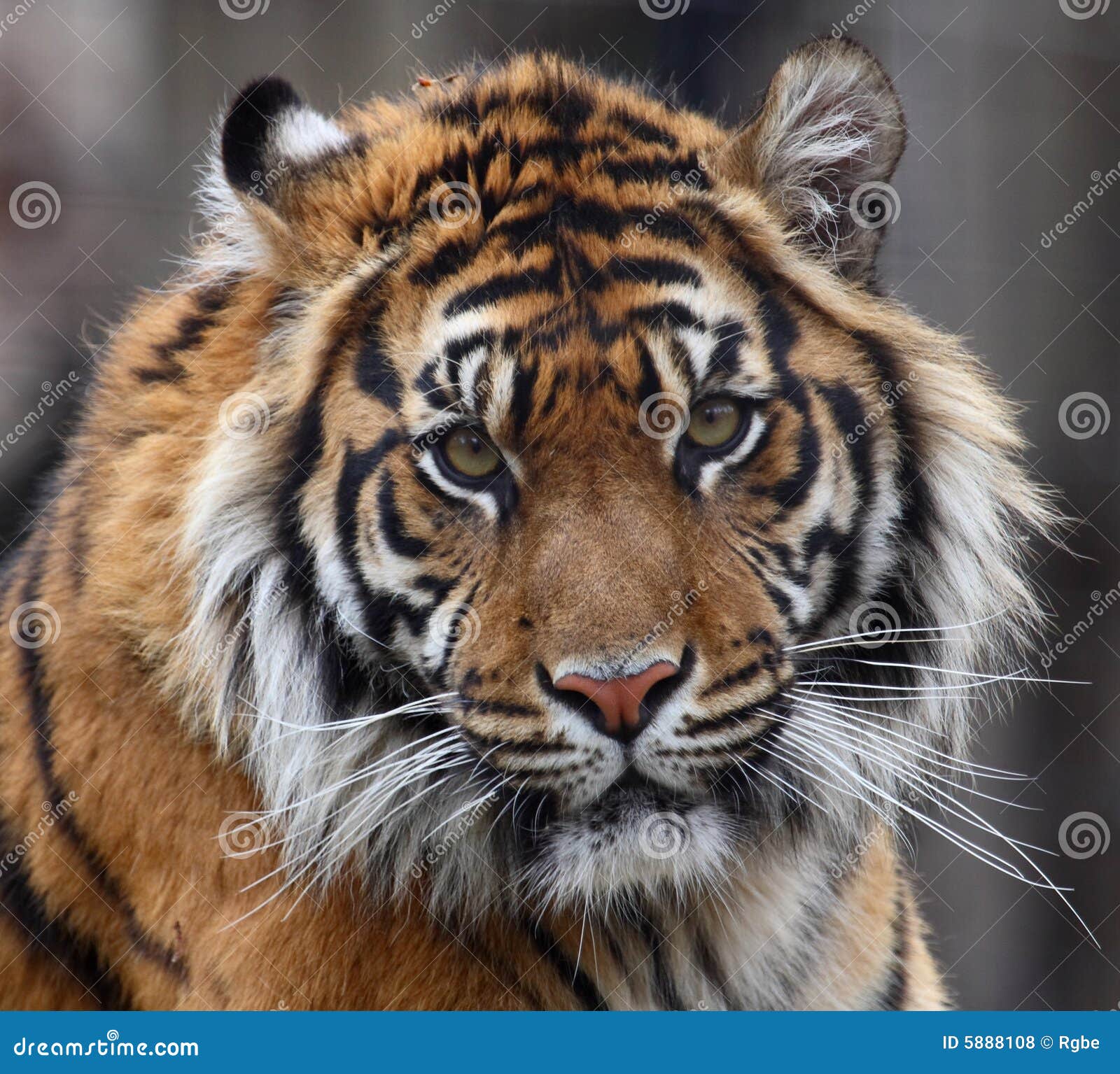 Het hoofd van de tijger stock foto. Image of tijger, dier - 5888108