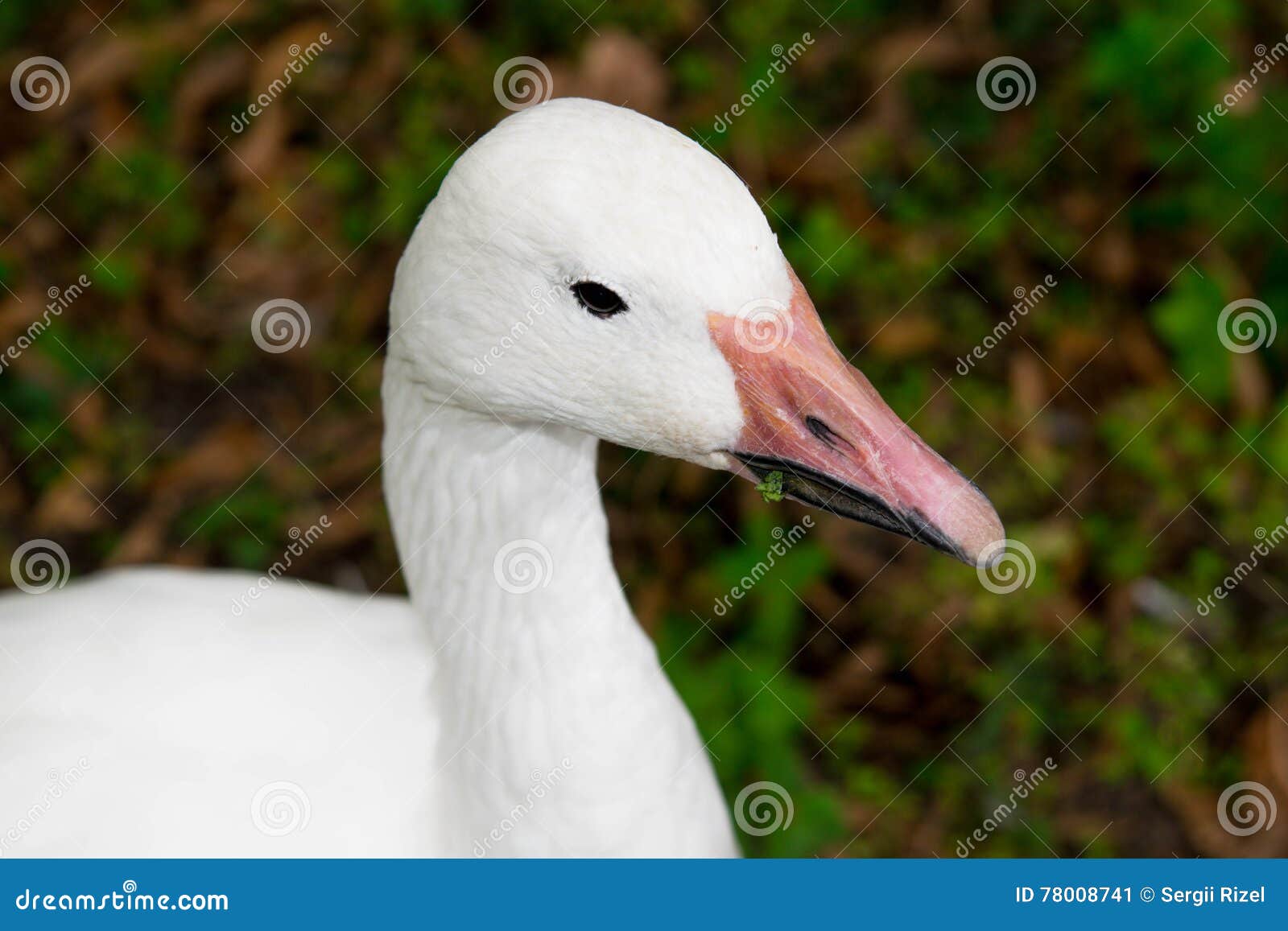 Het Hoofd Van De Witte Gans Stock Afbeelding - Image of ogen, groen ...