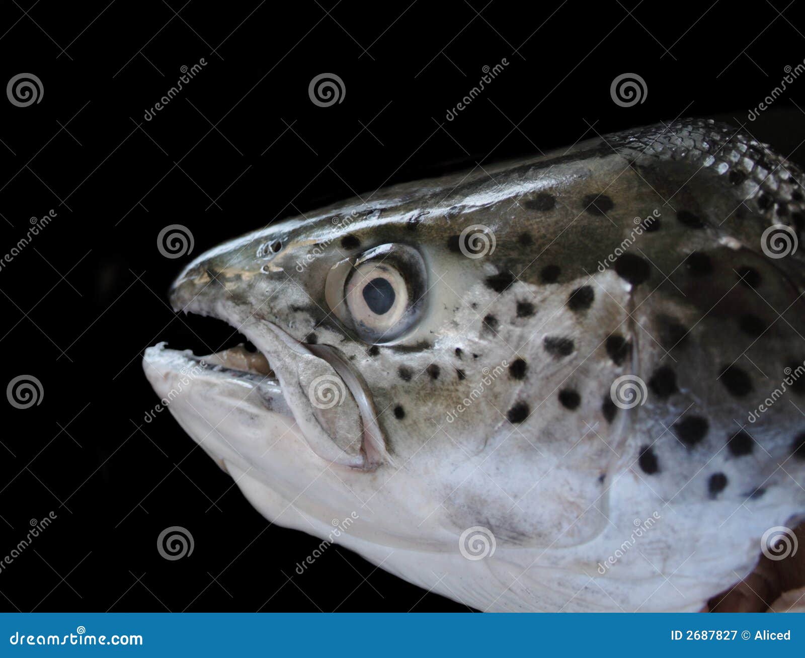 Het hoofd van de zalm stock afbeelding. Image of geïsoleerd - 2687827