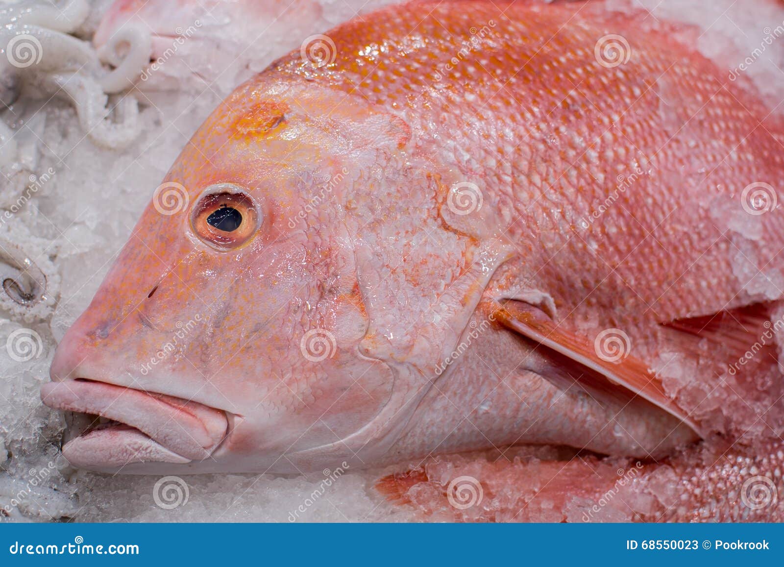 Het Hoofd Van Een Rode Snapper Vis, Op Ijs Stock Afbeelding - Image of ...