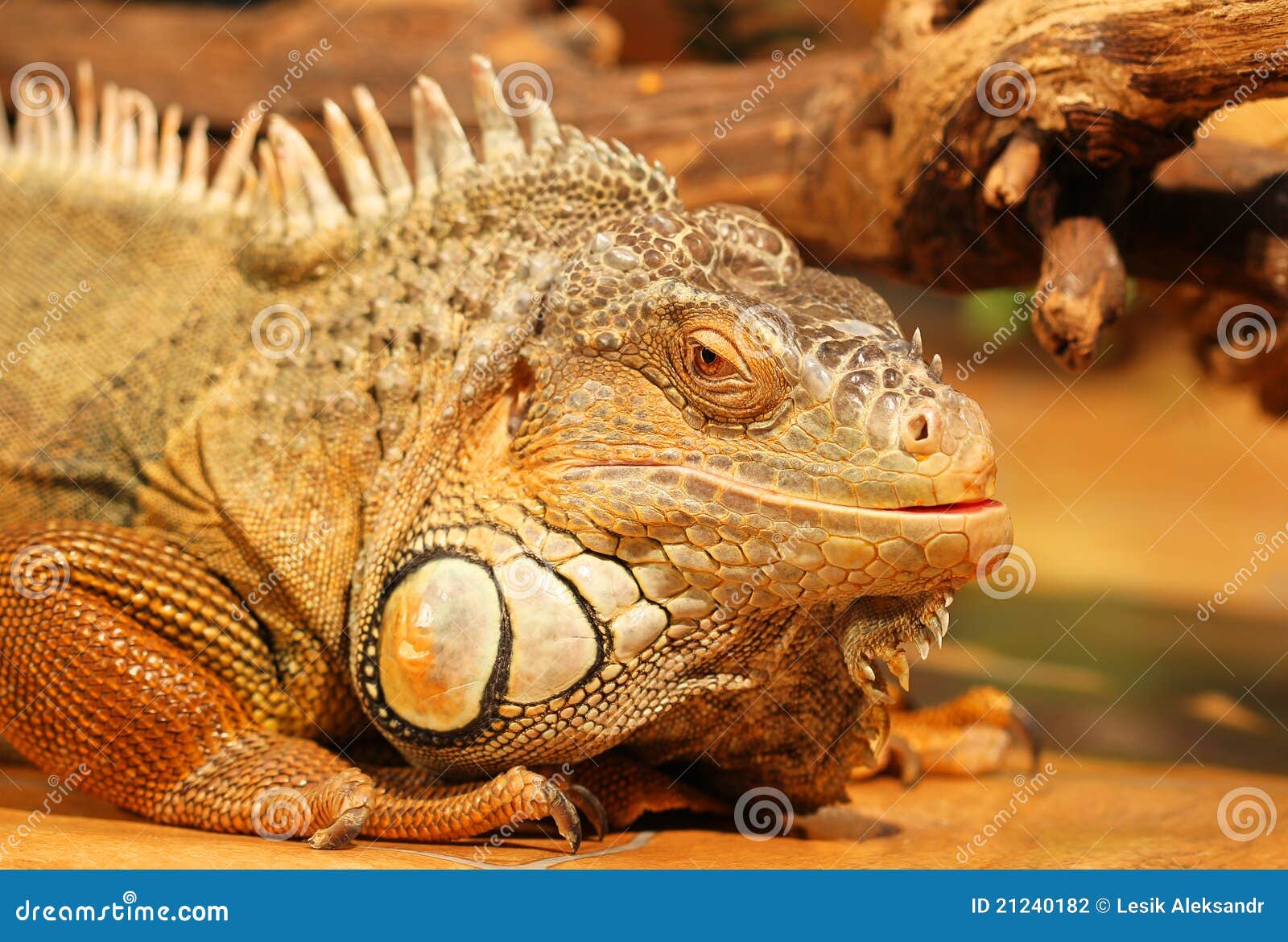 Het Hoofd Van Een Tropische Hagedis Stock Foto - Image of hagedis, nave ...