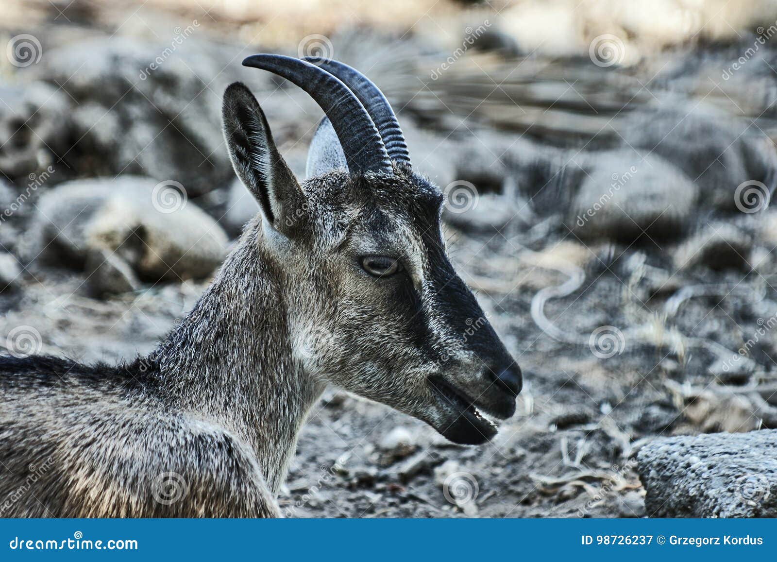 Het Hoofd Van Een Wilde Geit Kri-Kri Stock Afbeelding - Image of grieks ...