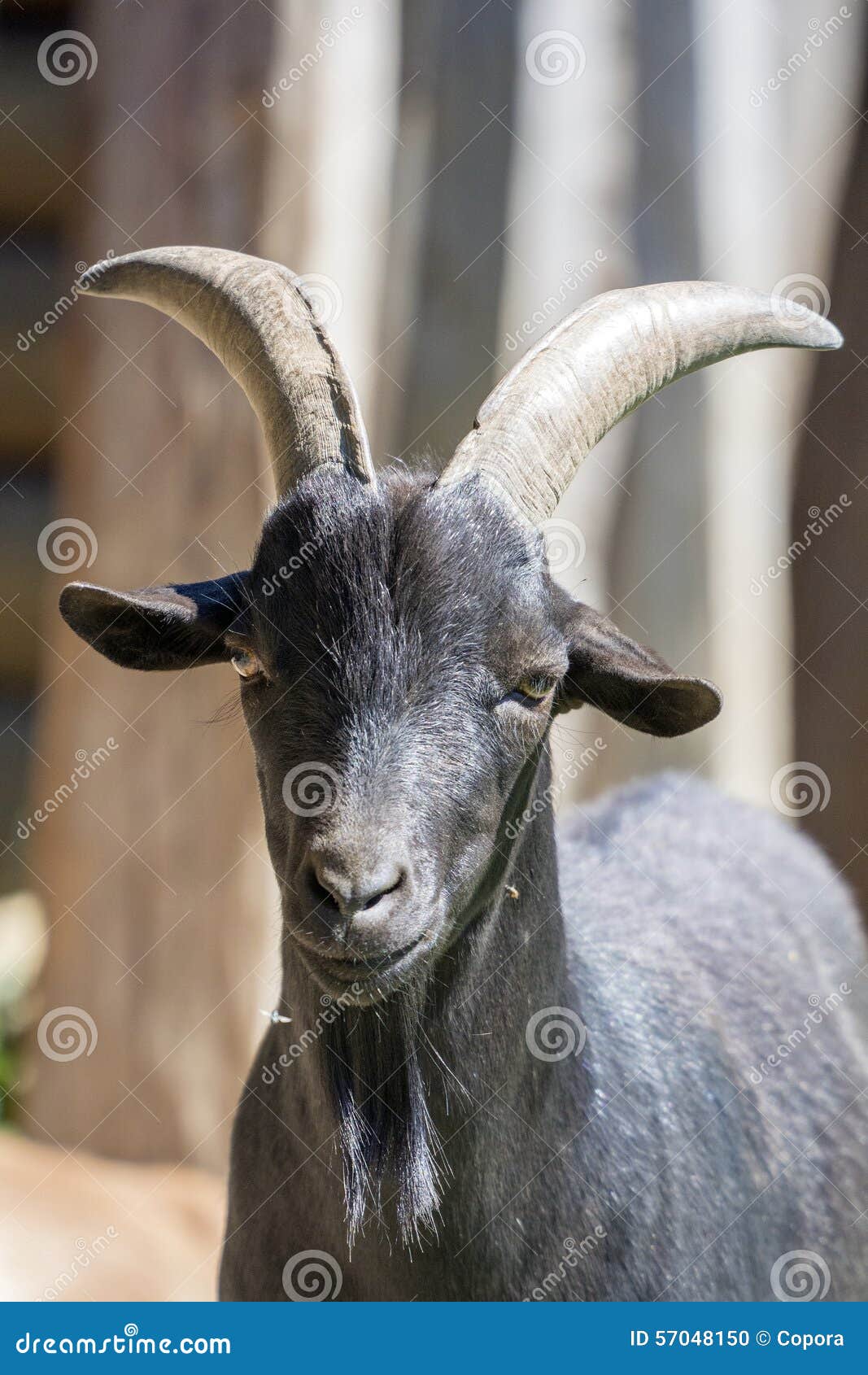 Het Hoofd Van Een Zwarte Geit Stock Foto - Image of dier, milieu: 57048150