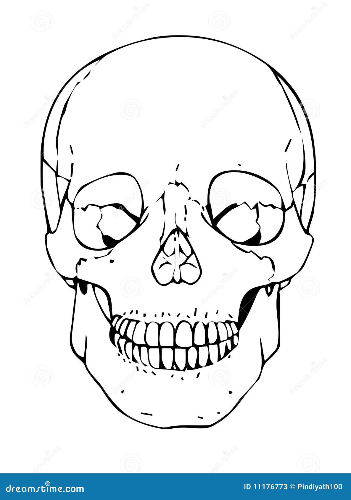 Tekening Skelet Hoofd