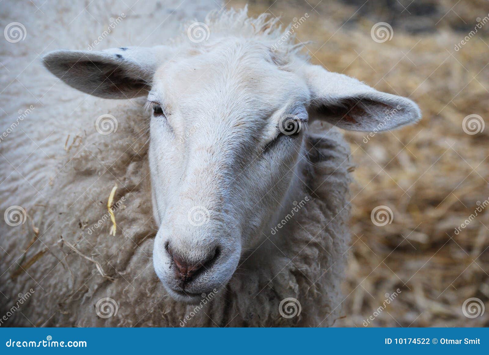 Het hoofd van schapen stock foto. Image of landbouw, weide - 10174522