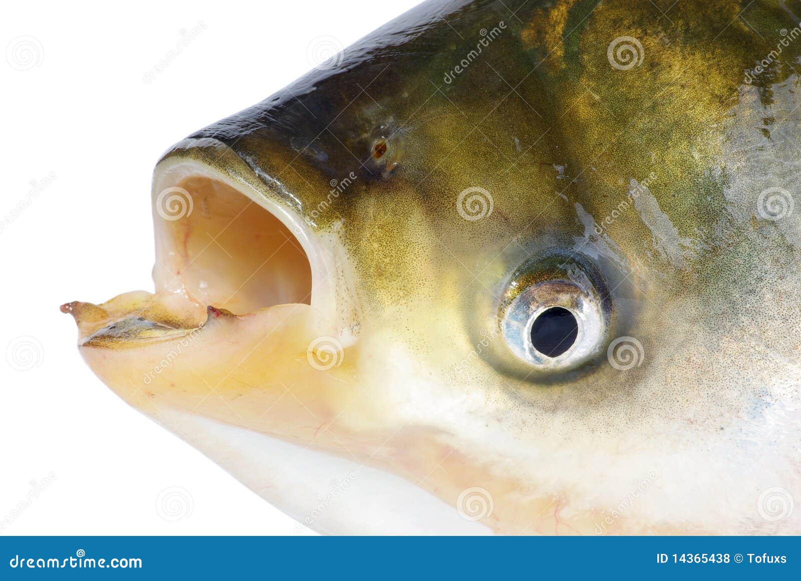 Het hoofd van vissen stock foto. Image of rood, vissen - 14365438