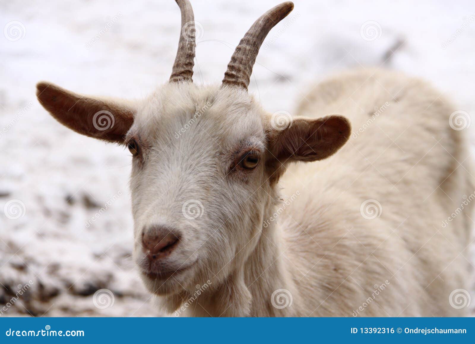 Het Hoofddetail Van De Geit Stock Foto - Image of leuk, dier: 13392316