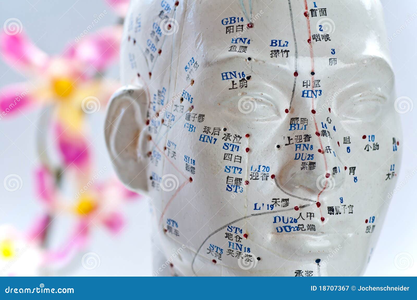 Het Hoofdmodel Van De Acupunctuur Stock Afbeelding - Image of welzijn ...