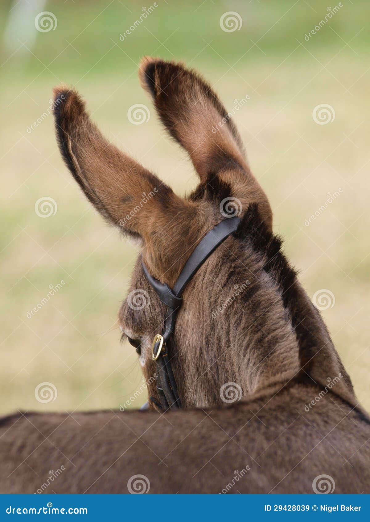 Het Hoofdschot van de ezel stock afbeelding. Image of hoofd - 29428039