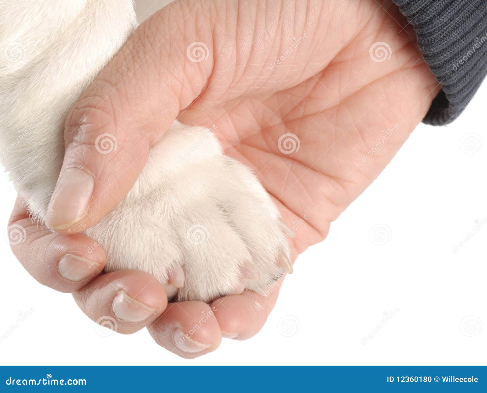 Het Houden Op Een Hondenpoot Stock Foto - Image of nana, sluit: 12360180