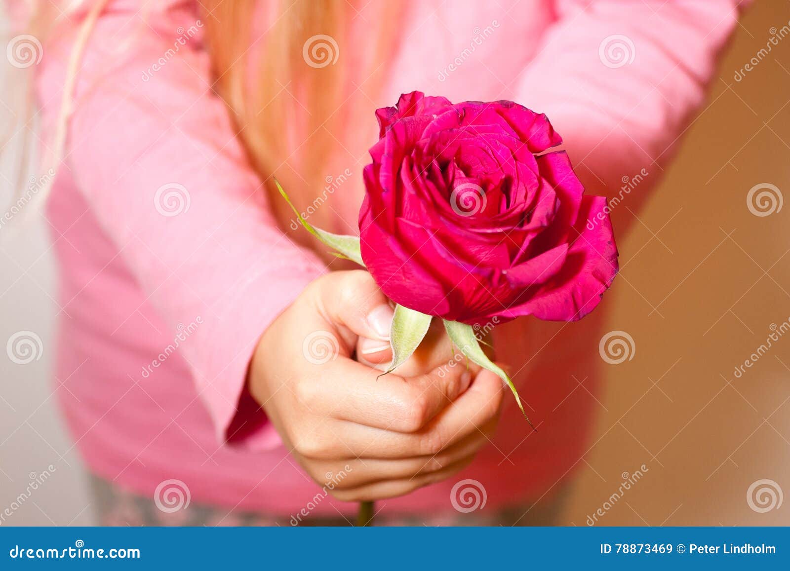 Het Houden Van Een Rood Nam Toe Stock Afbeelding - Image of handen ...