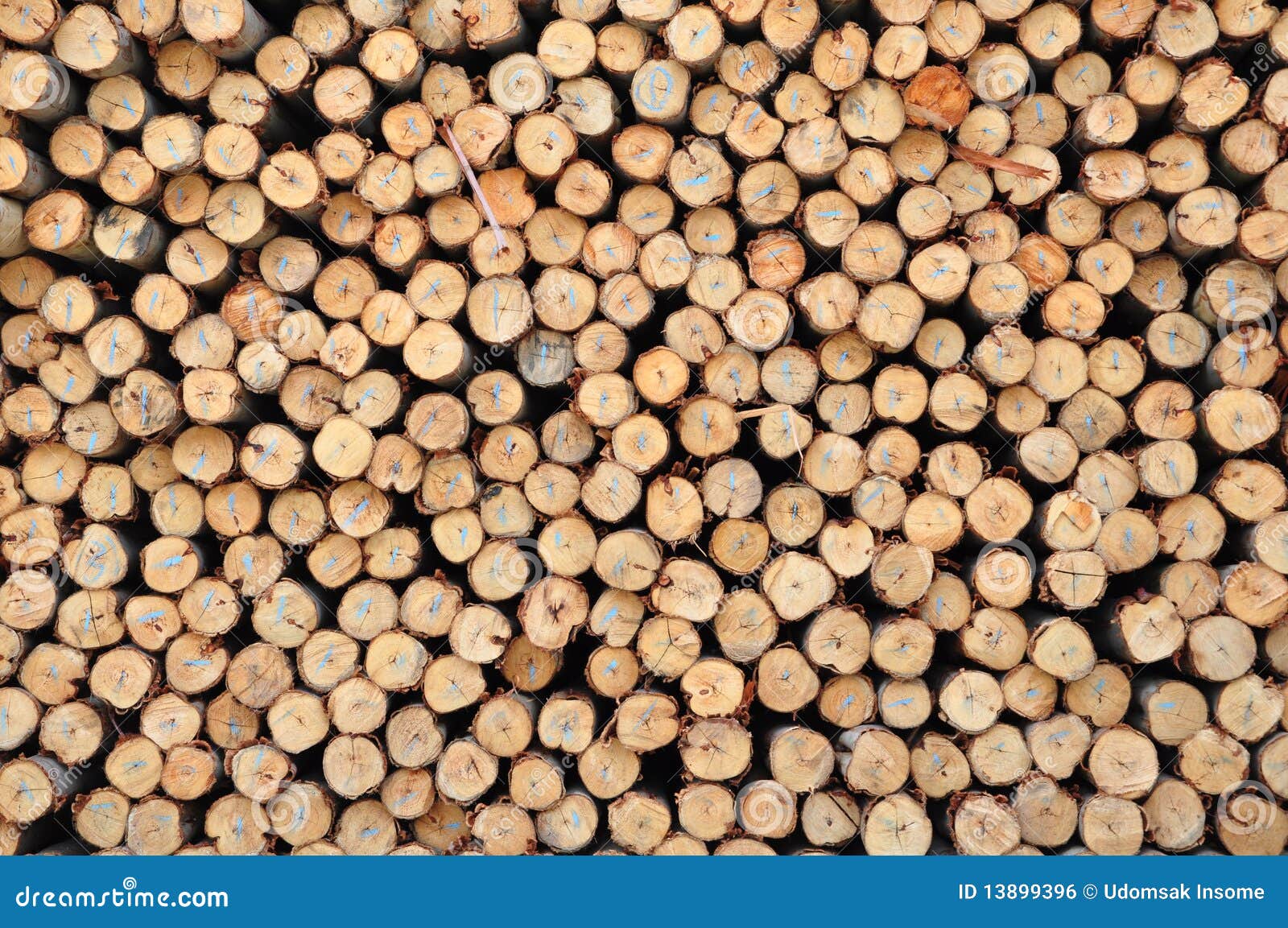 Het hout van de eucalyptus stock foto. Image of hangen - 13899396