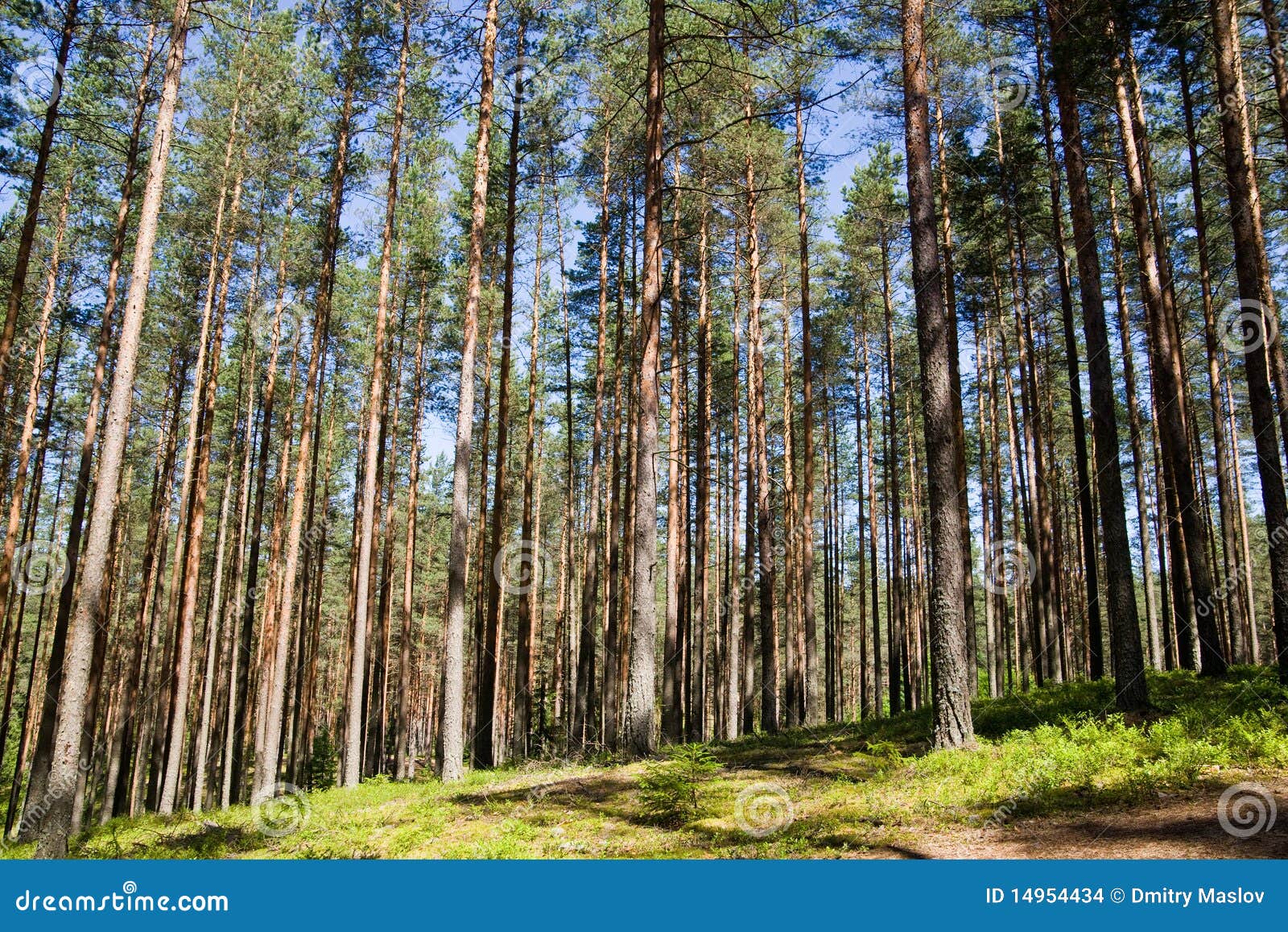 Het hout van de pijnboom stock foto. Image of pijnboom - 14954434