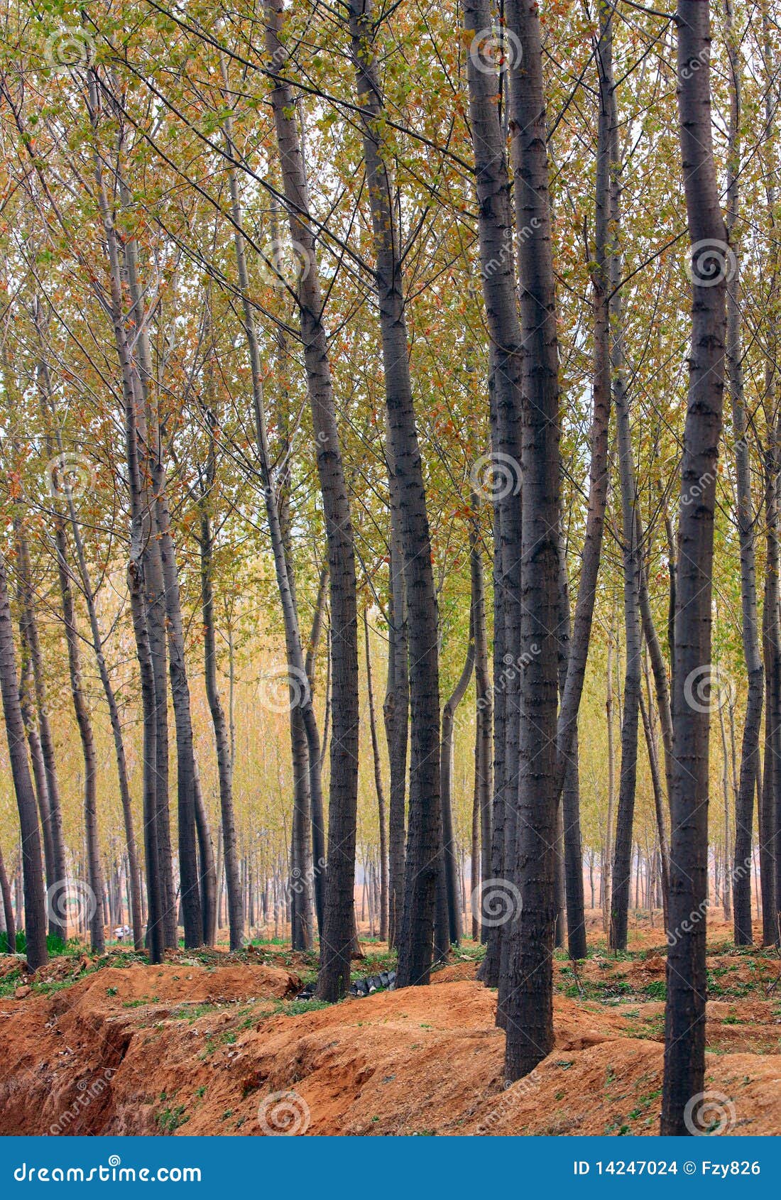 Het hout van de populier stock foto. Image of hout, vers - 14247024