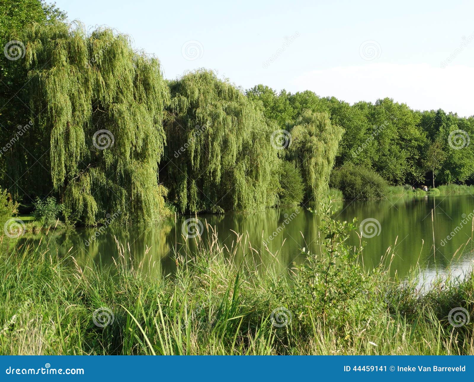 Het Huilen Van Wilgen Langs De Waterkant Stock Afbeelding - Image of ...