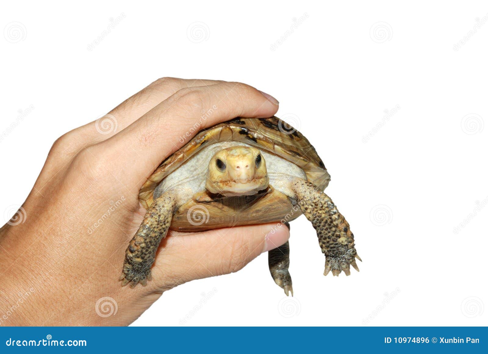 Het Huisdier Van De Schildpad Stock Foto - Image of rust, groot: 10974896